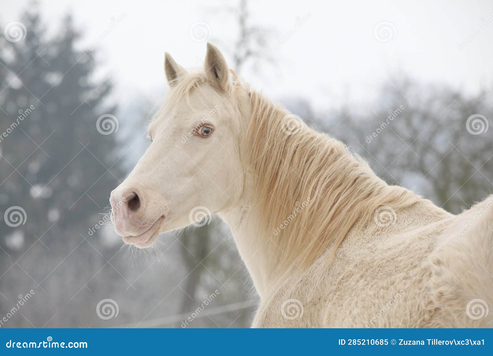 Beautiful Pony Looking at You in Winter Stock Image - Image of mammal ...
