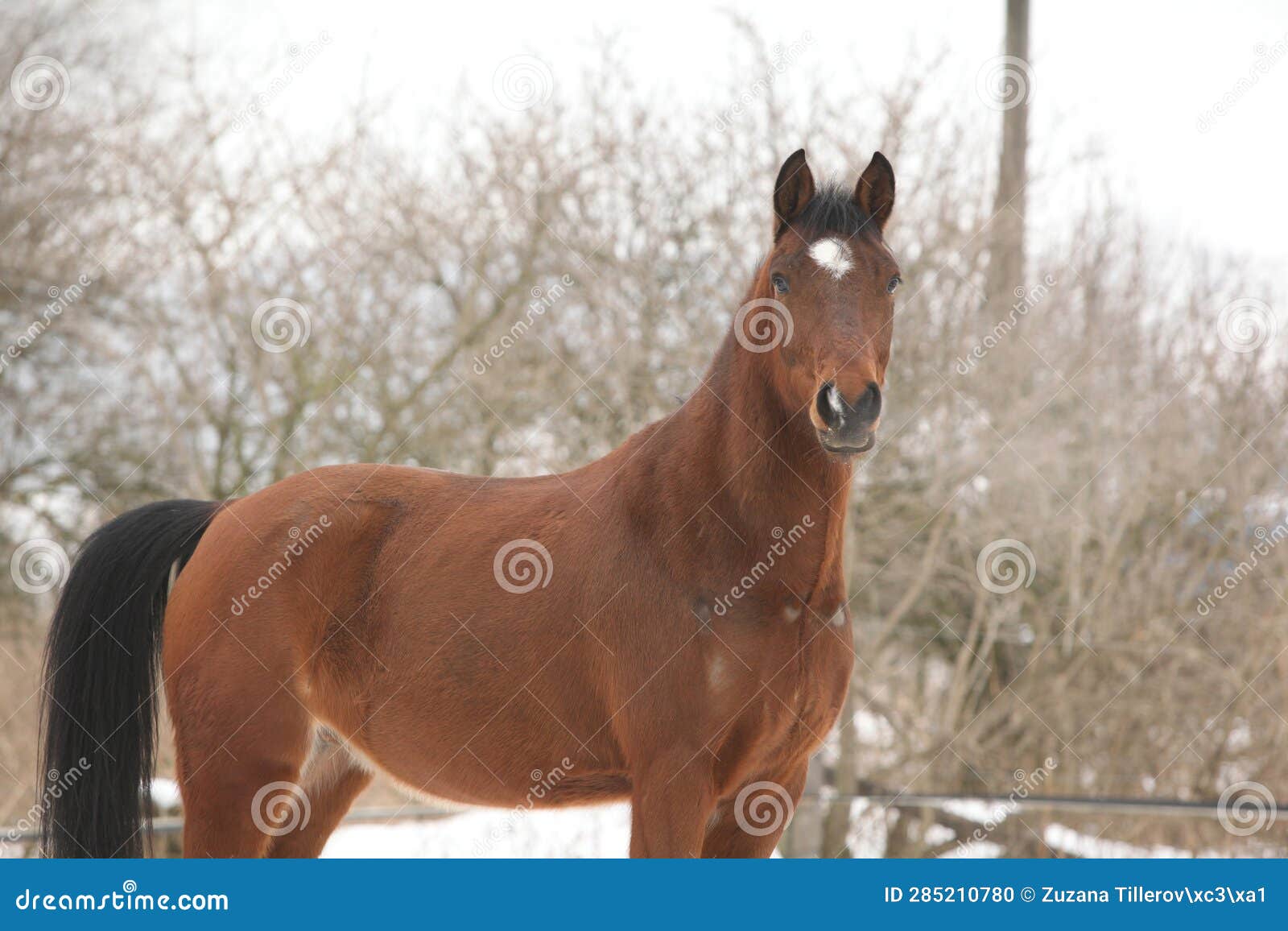 Beautiful Pony Looking at You in Winter Stock Photo - Image of mane ...