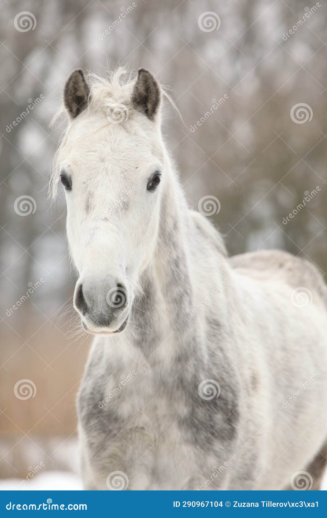 Beautiful Pony Looking at You in Winter Stock Photo - Image of ...