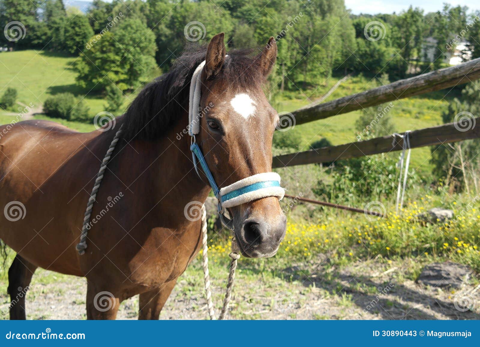 Beautiful pony portrait stock image. Image of alert, outdoor - 30890443