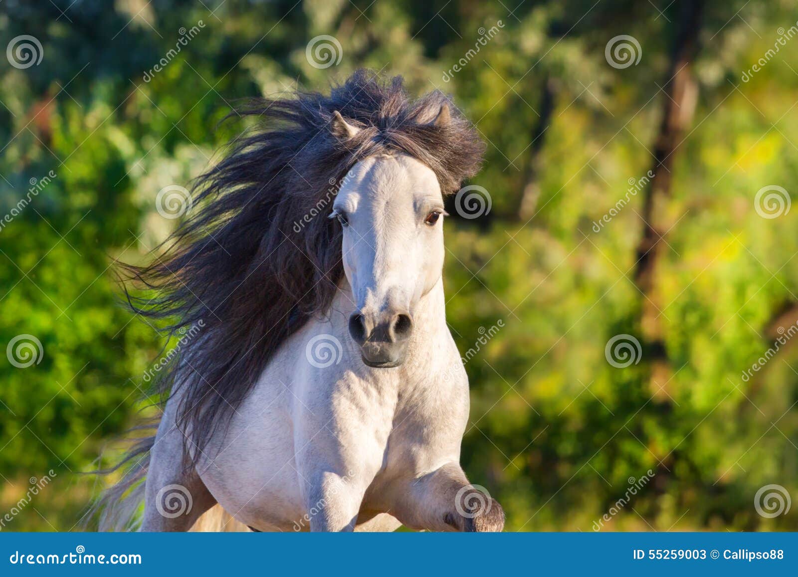 Beautiful pony run stock image. Image of farm, long, herd - 55259003