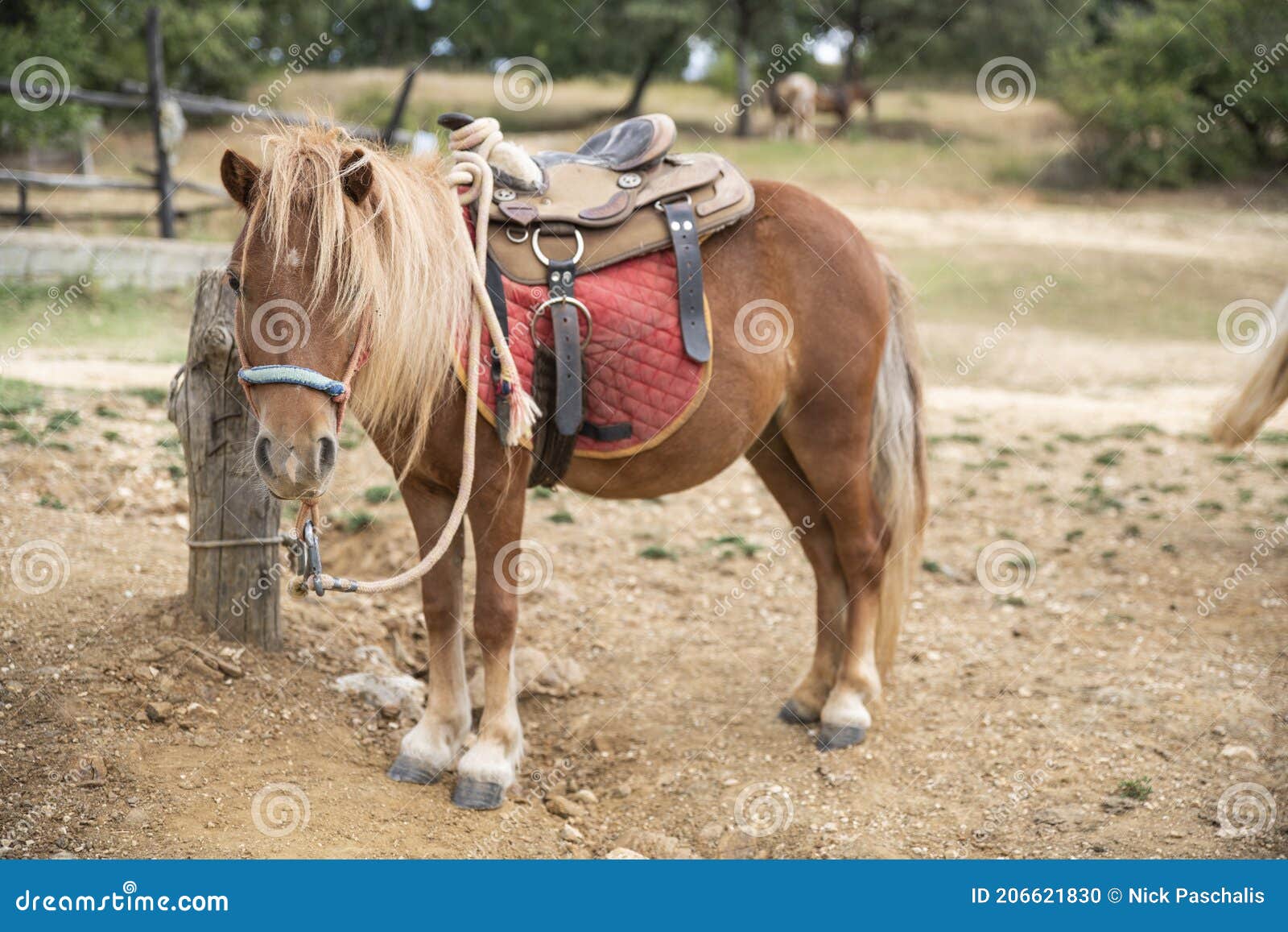 Beautiful Pony Stand in a Wild West Farm Stock Photo - Image of ...