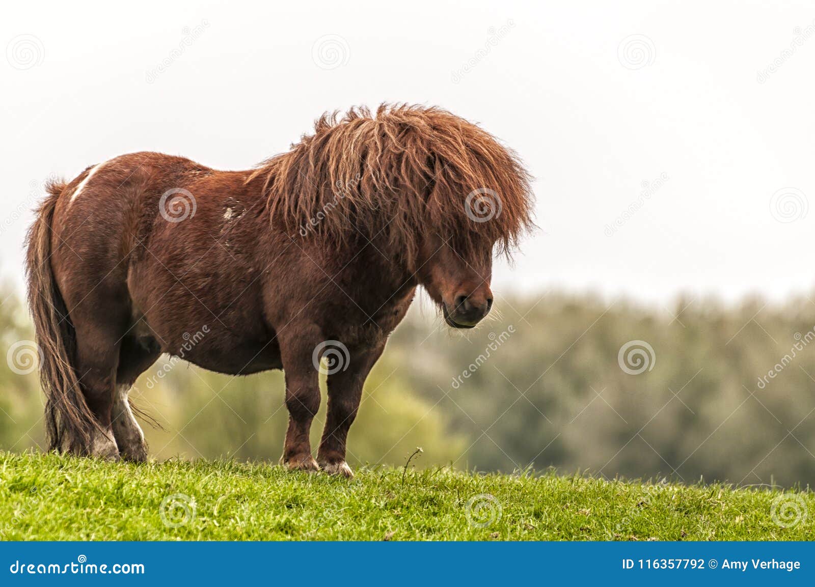 A Beautiful Pony Standing on Grass Stock Photo - Image of agriculture ...