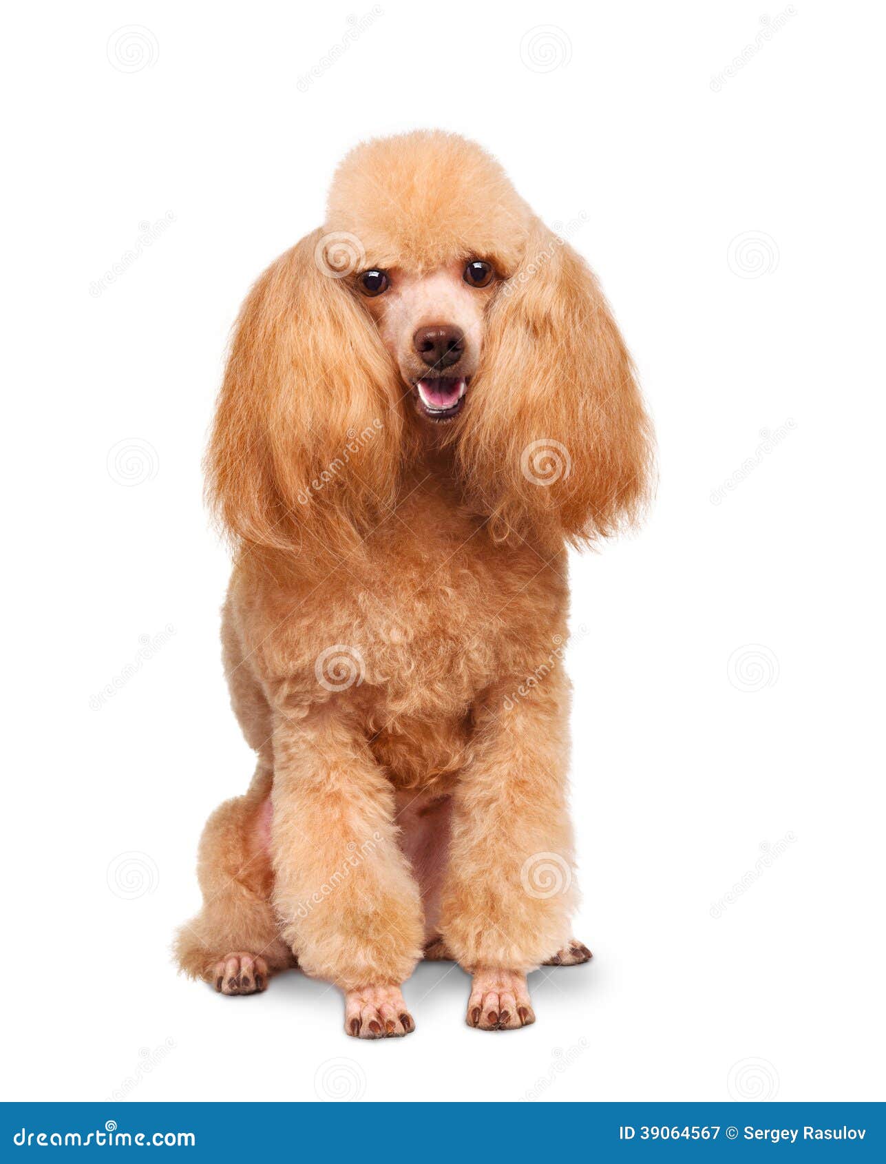 Beautiful poodle dog stock image. Image of doggy, adorable - 39064567
