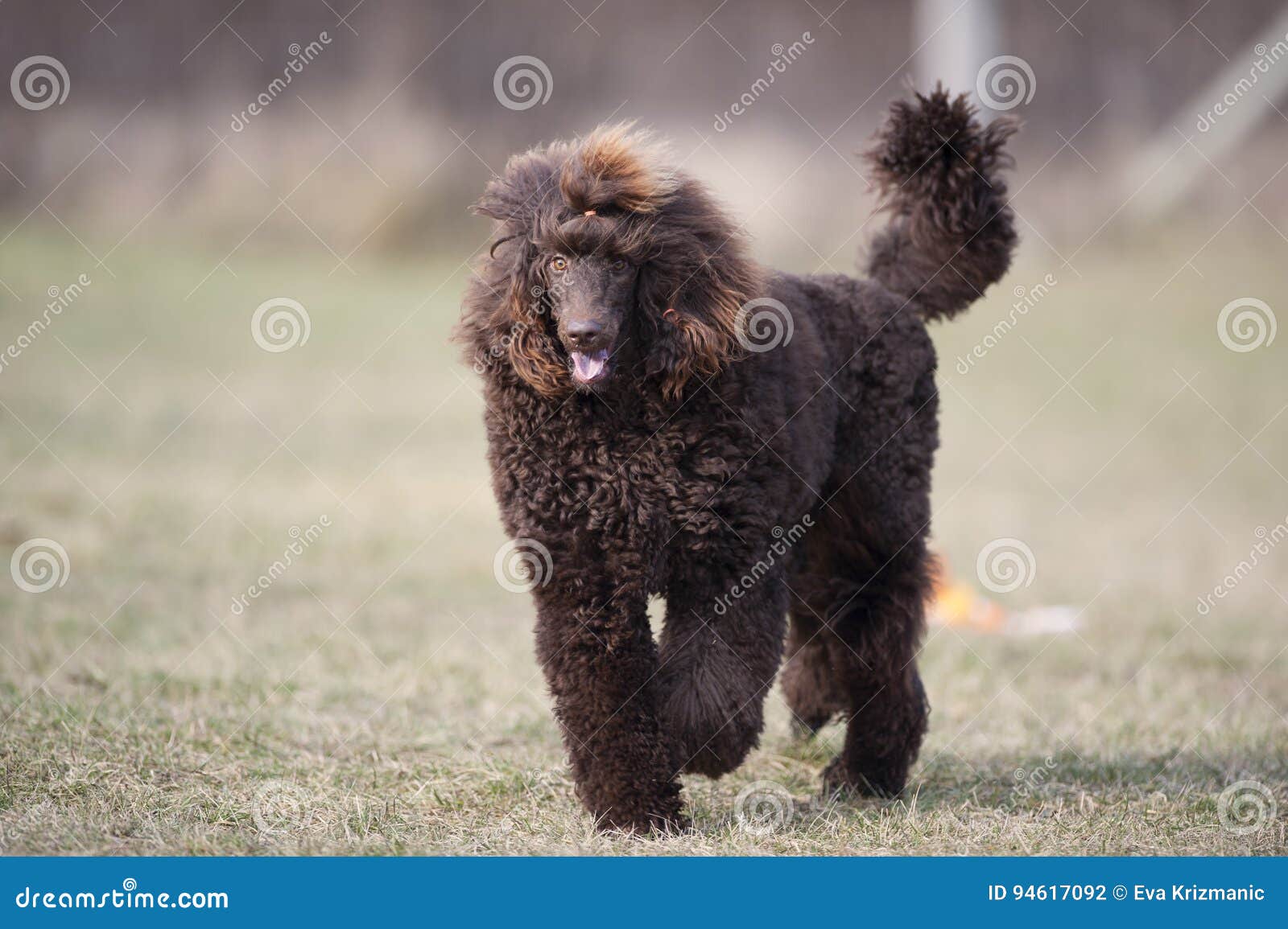Beautiful poodle stock photo. Image of motion, curle - 94617092