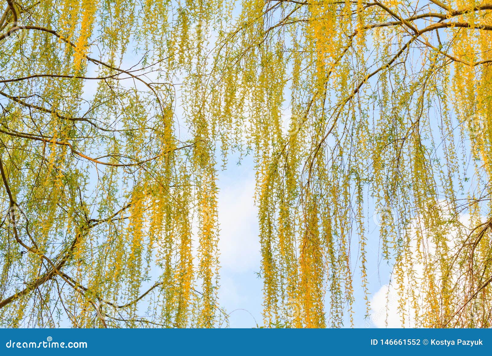 Beautiful Poplar Branches in the Spring Sky Stock Photo - Image of ...