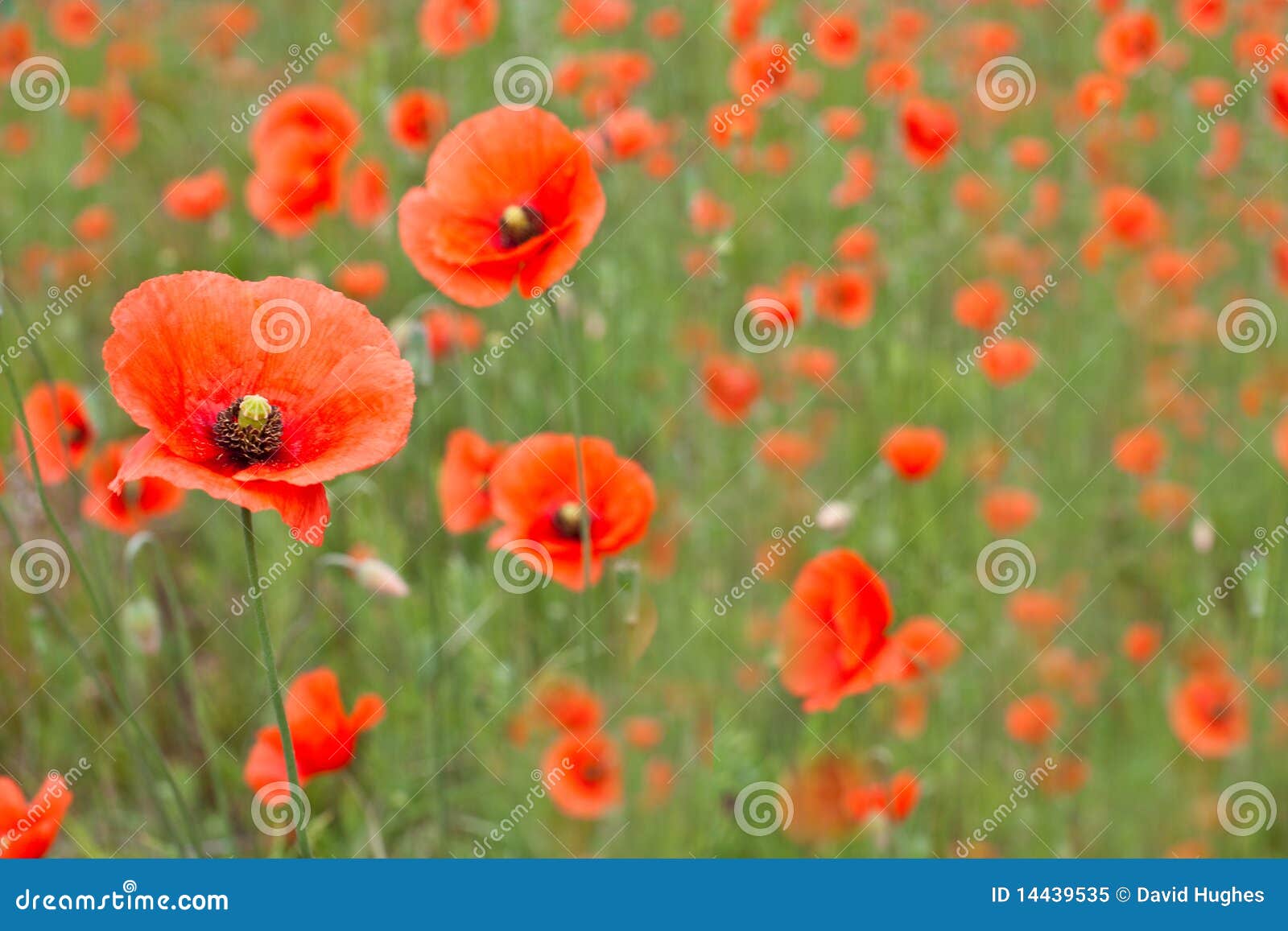 Beautiful Poppies in a Field Stock Image - Image of spring, crimson ...
