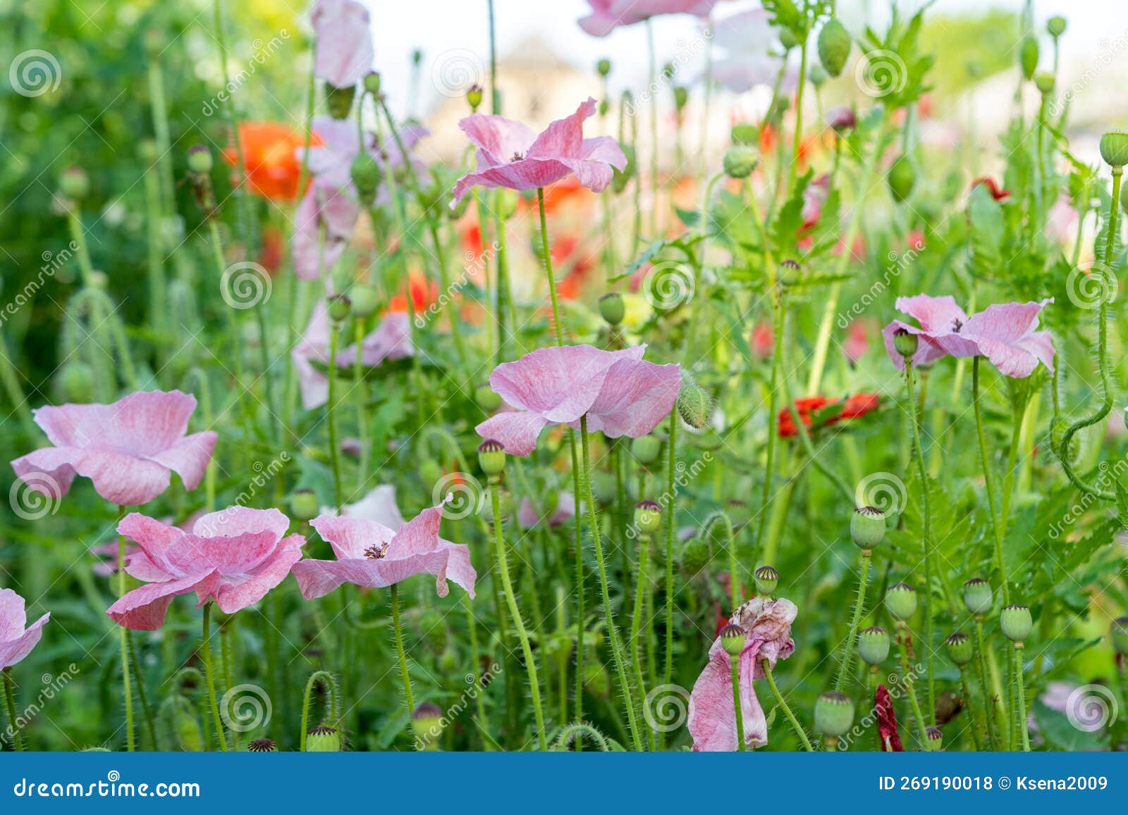 Beautiful Poppies Growing in a Flower Bed Stock Photo - Image of flower ...