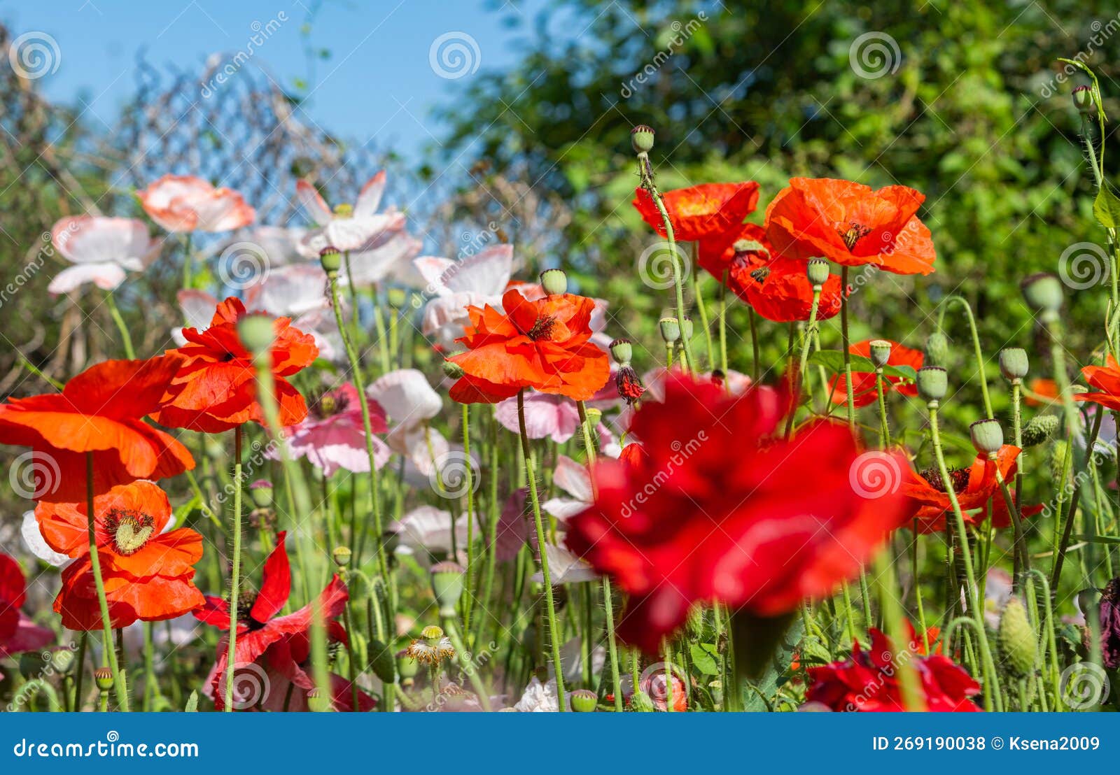 Beautiful Poppies Growing in a Flower Bed Stock Photo - Image of ...