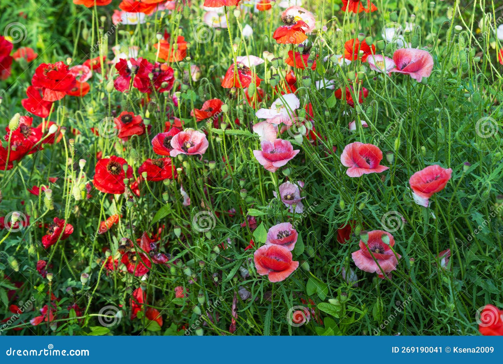 Beautiful Poppies Growing in a Flower Bed Stock Image - Image of ovary ...