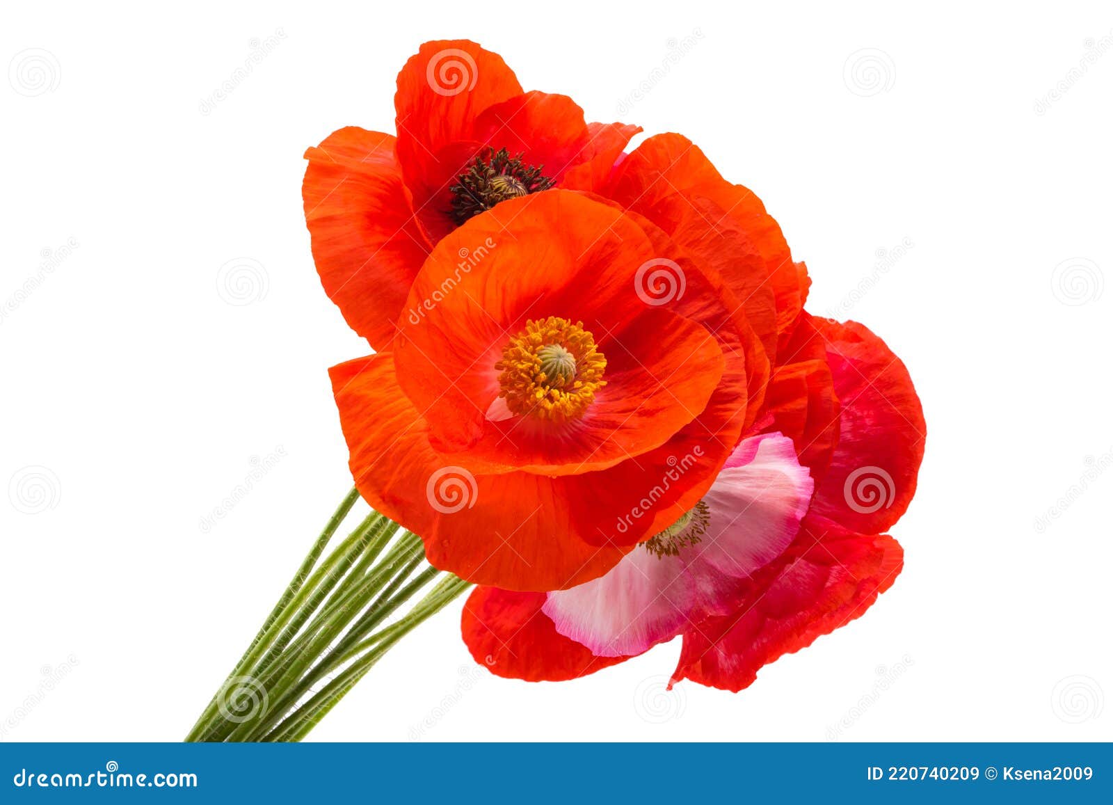 Beautiful poppies isolated stock image. Image of closeup - 220740209