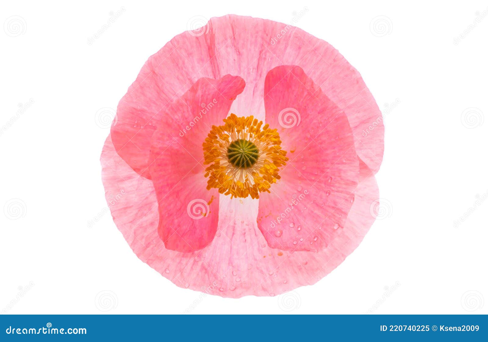Beautiful poppies isolated stock image. Image of rural - 220740225