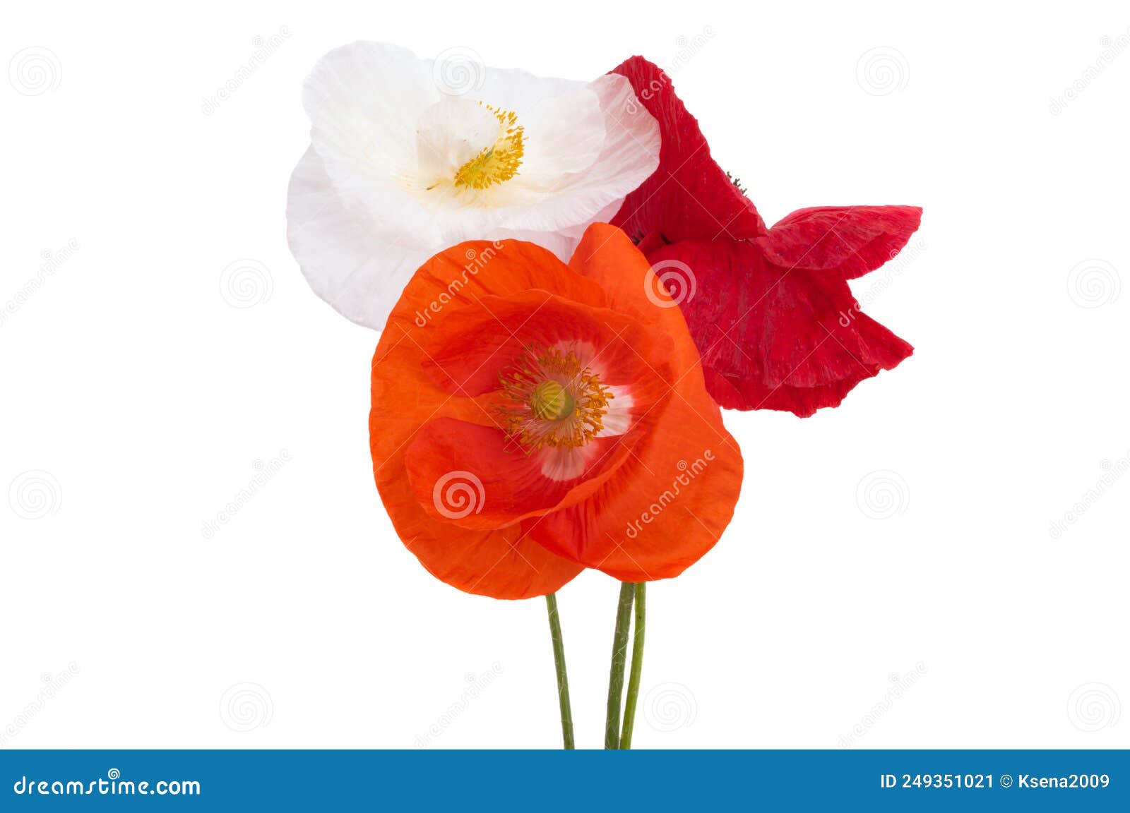Beautiful poppies isolated stock image. Image of flower - 249351021