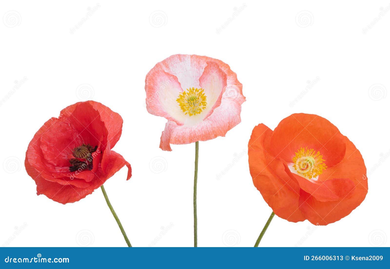Beautiful poppies isolated stock image. Image of blossom - 266006313