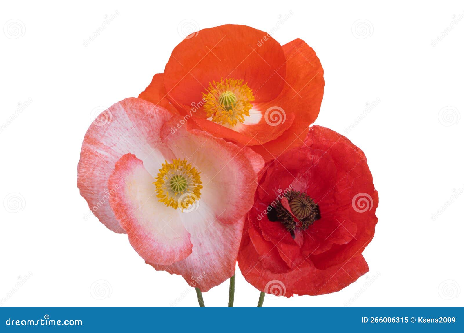 Beautiful poppies isolated stock image. Image of design - 266006315