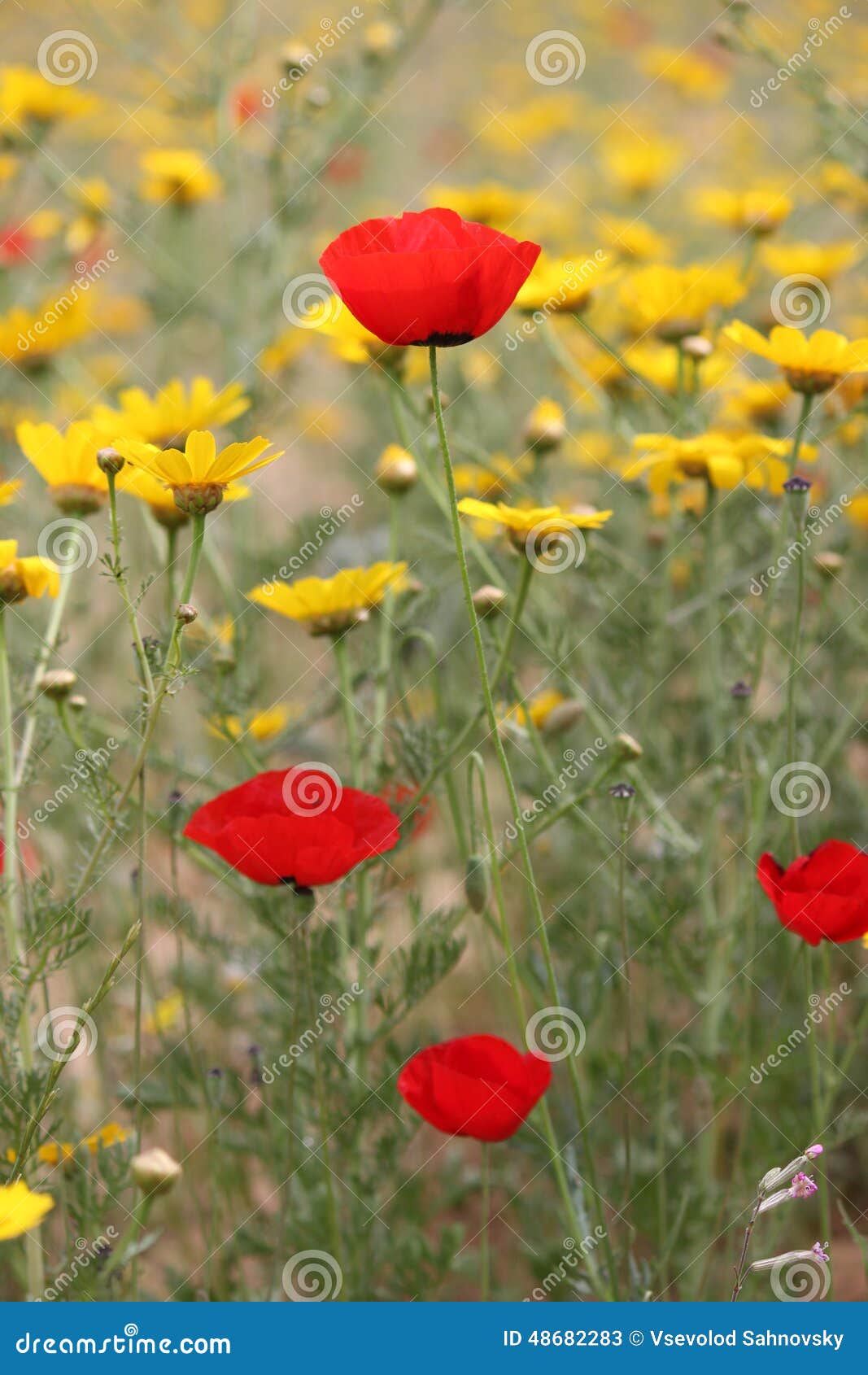 Beautiful Poppies in Spring in Israel Stock Image - Image of poppies ...