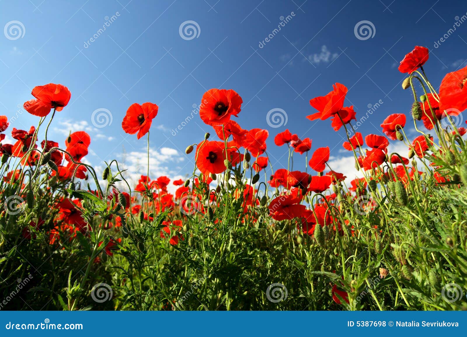 Beautiful poppy field stock photo. Image of close, green - 5387698