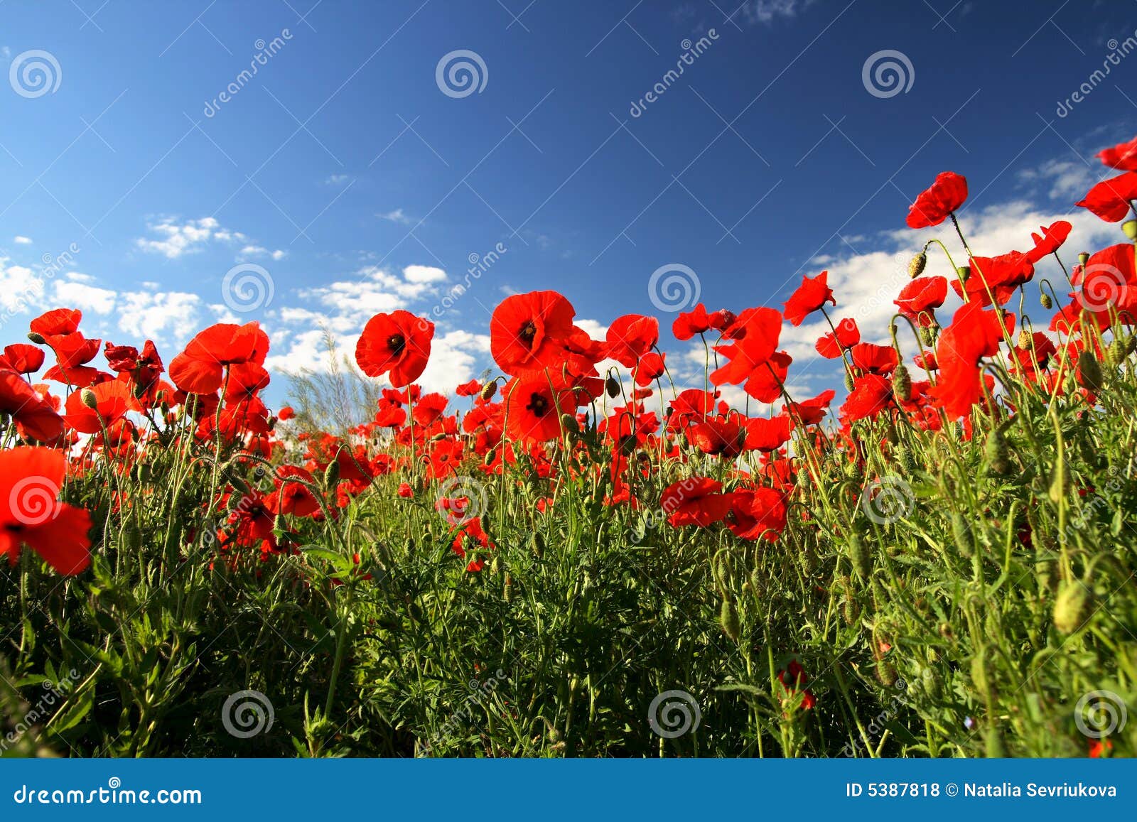 Beautiful poppy field stock photo. Image of colorful, frame - 5387818