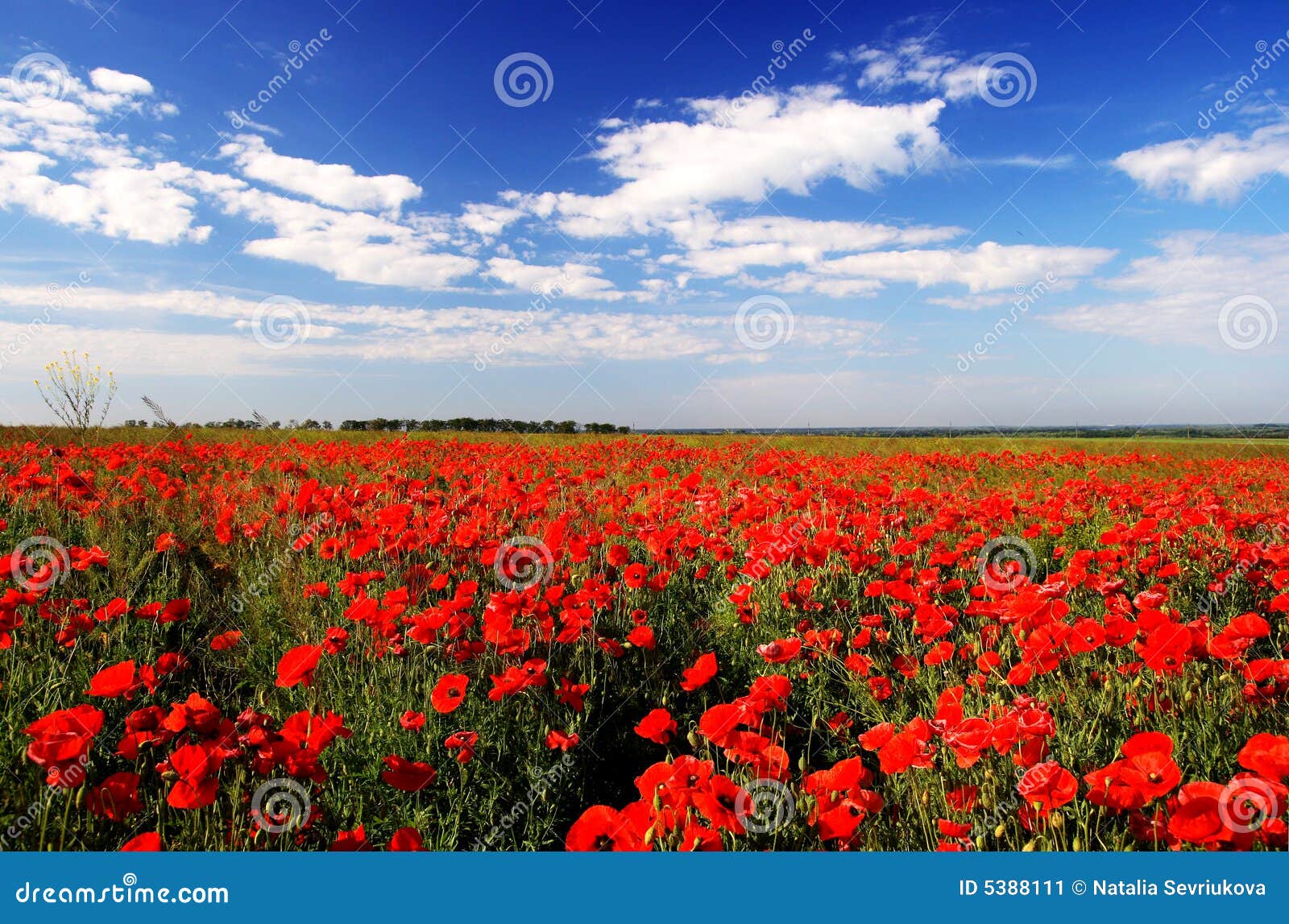Beautiful poppy field stock image. Image of country, horizon - 5388111