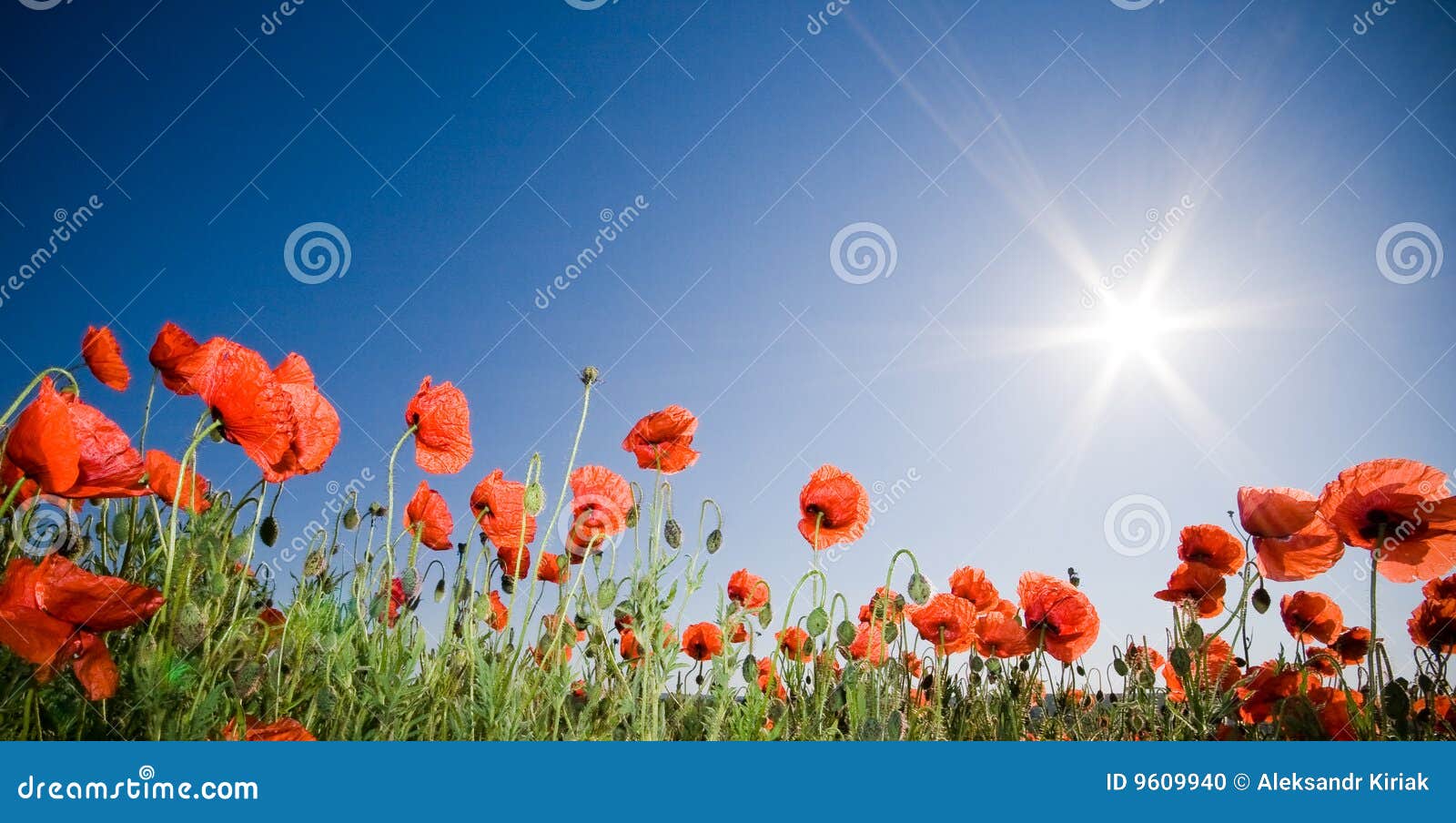 Beautiful poppy field stock photo. Image of green, nature - 9609940