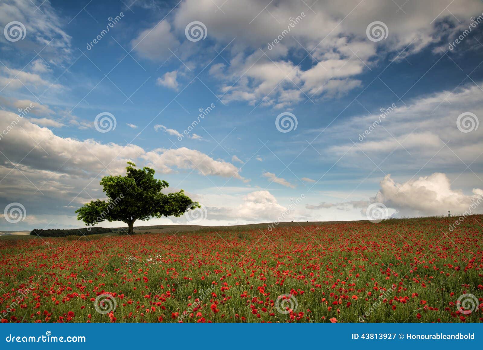 Beautiful Poppy Field Landscape during Sunset with Dramatic Sky Stock ...
