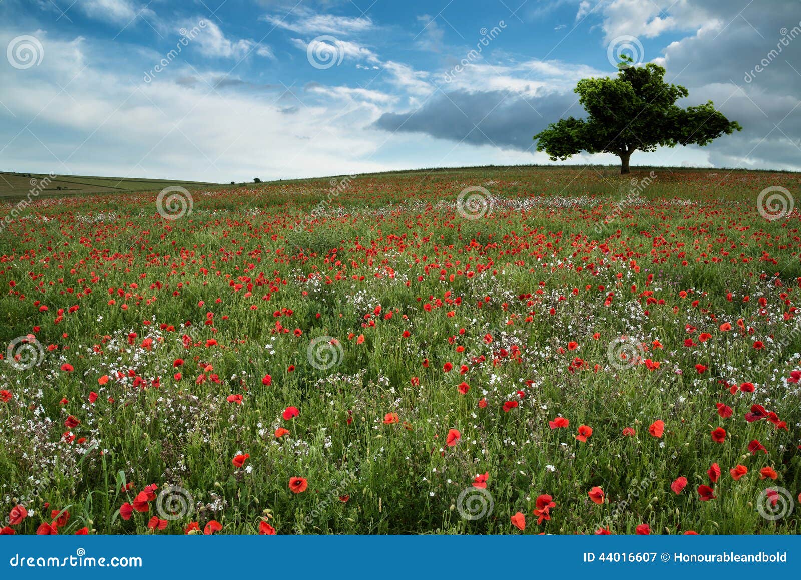 Beautiful Poppy Field Landscape during Sunset with Dramatic Sky Stock ...