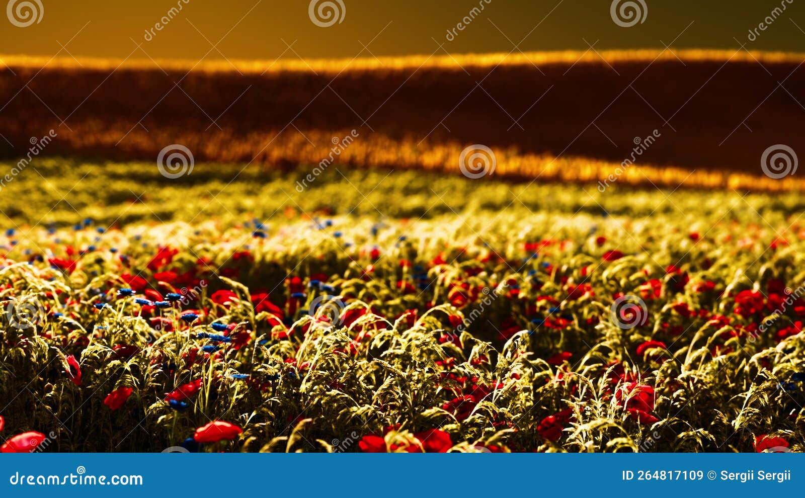Beautiful Poppy Field during Sunrise Stock Image - Image of fresh ...