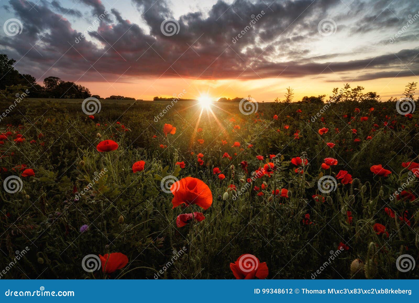 Poppy field at sunset stock photo. Image of poppy, leaf - 99348612