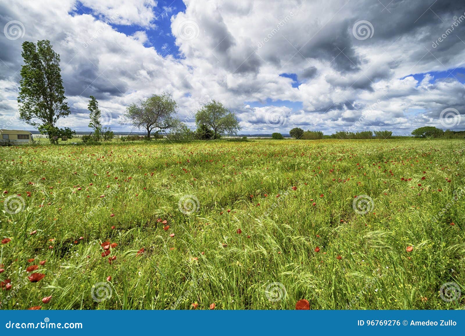 Beautiful Poppy Field with Trees and Blue Sky Stock Photo - Image of ...