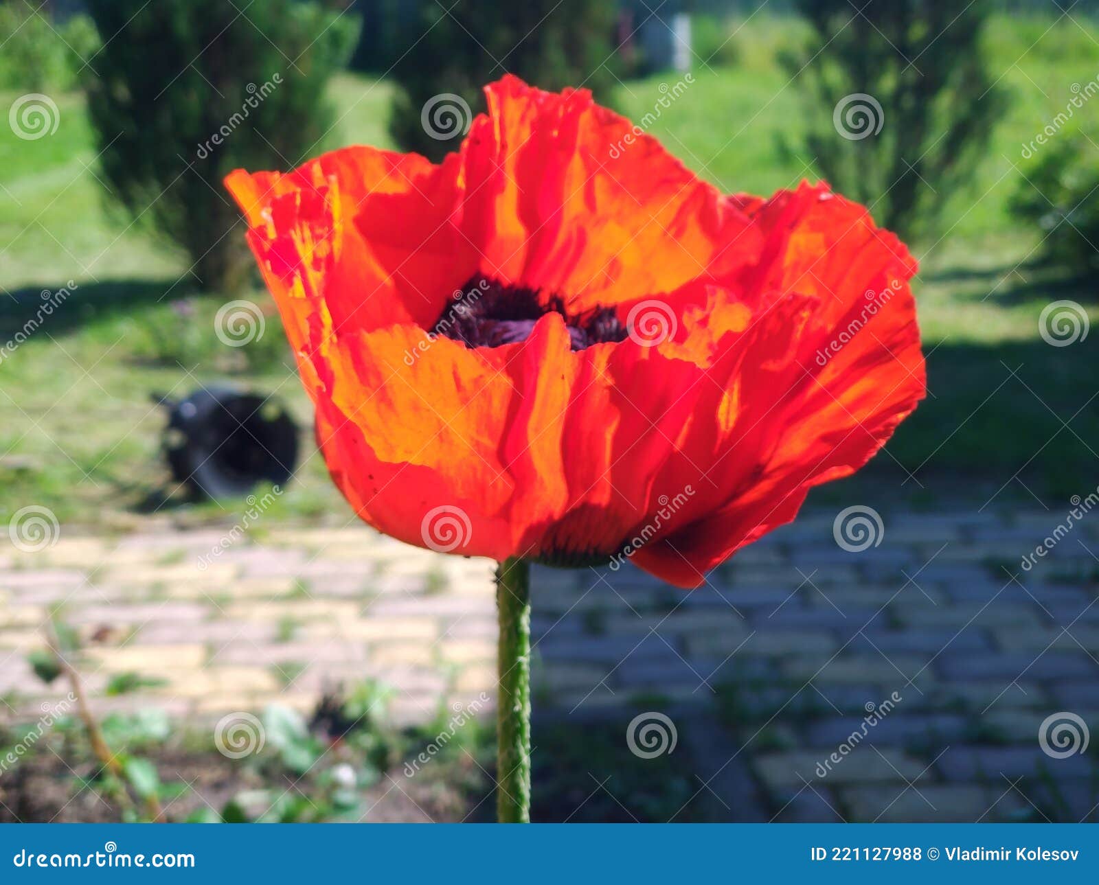 Beautiful Poppy Flower in the Garden Stock Photo - Image of meadow ...