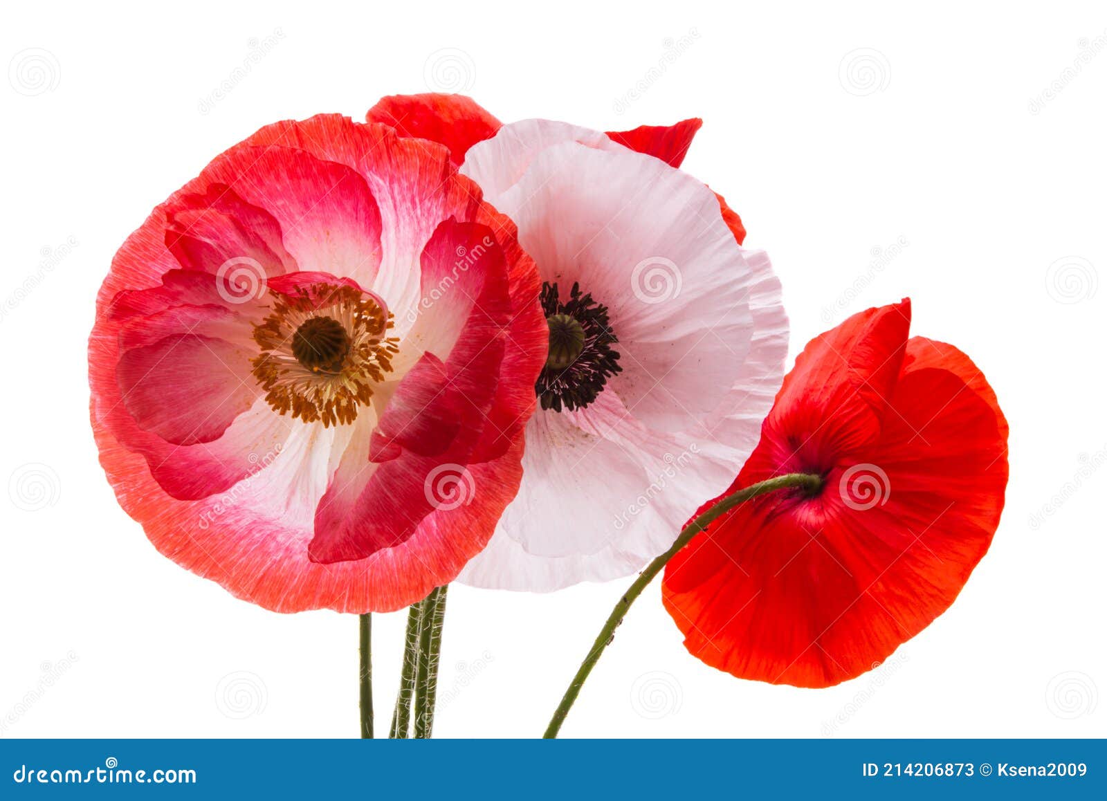 Beautiful Poppy Flower Isolated Stock Image - Image of background ...