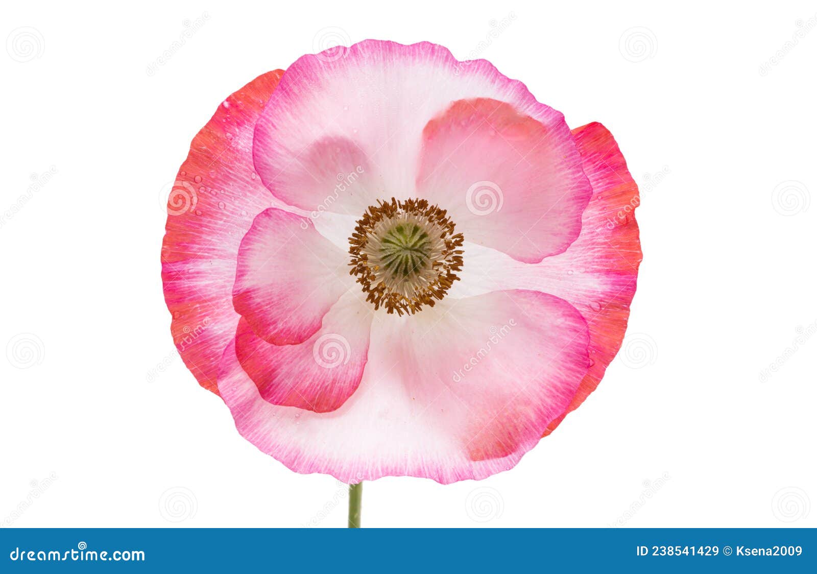 Beautiful Poppy Flower Isolated Stock Image - Image of white, head ...