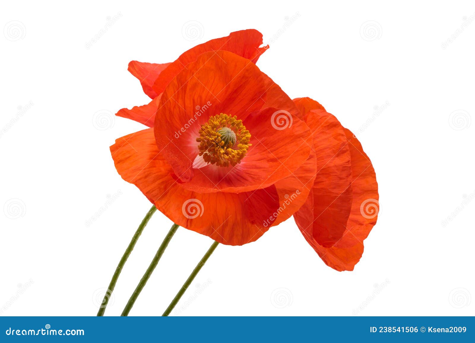 Beautiful Poppy Flower Isolated Stock Photo - Image of flower, bloom ...