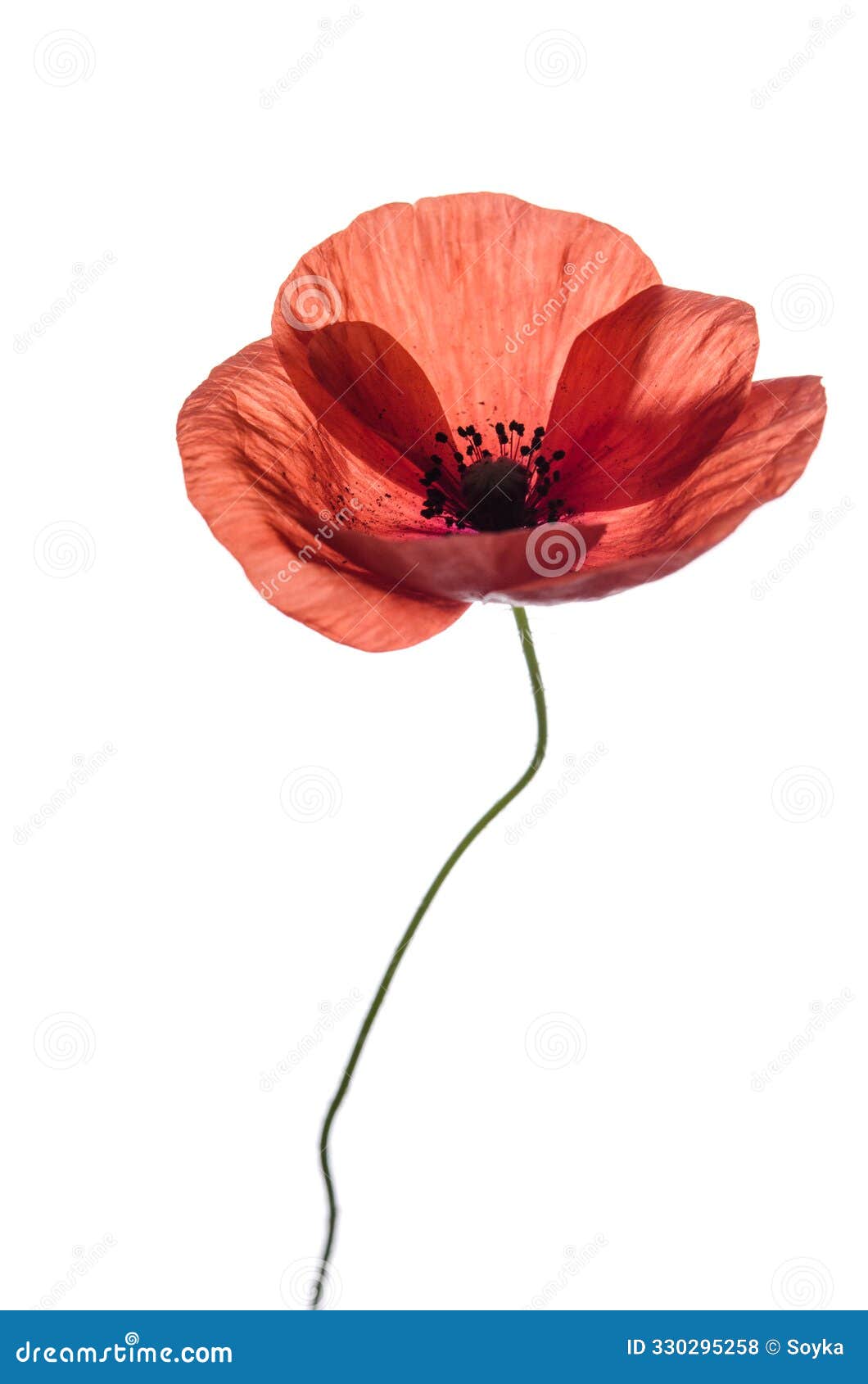 Beautiful poppy stock photo. Image of growth, nature - 330295258