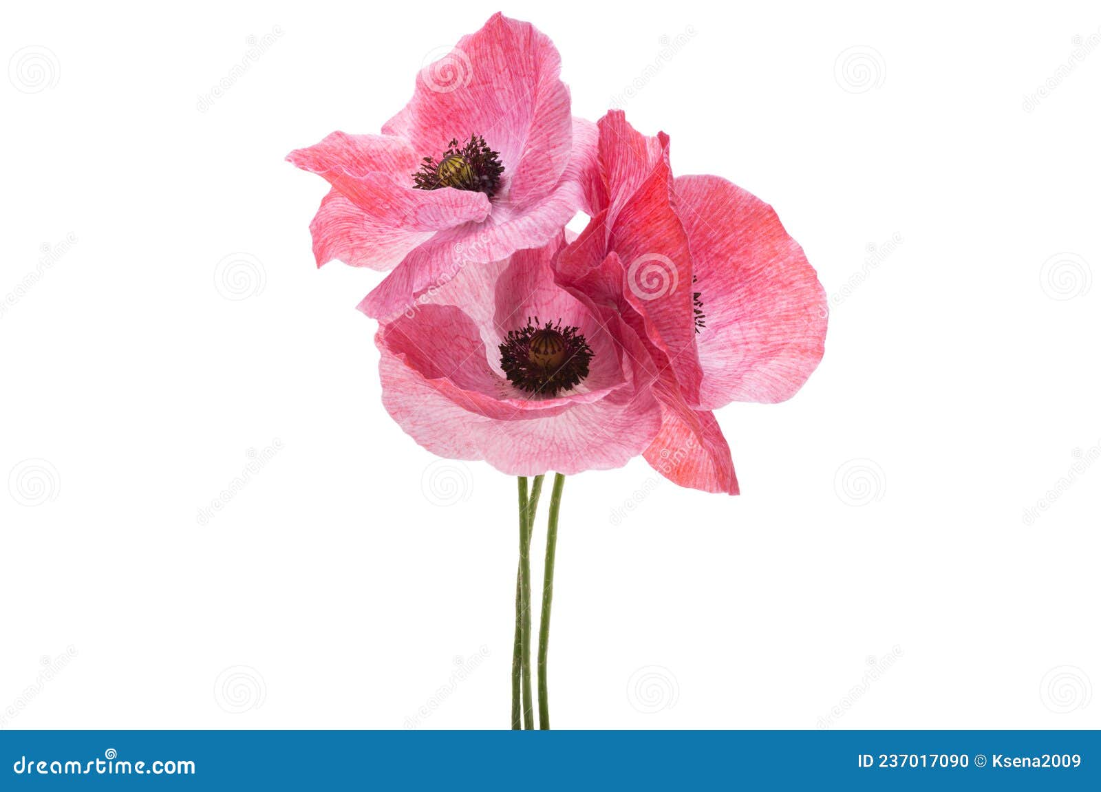 Beautiful poppy isolated stock photo. Image of spring - 237017090