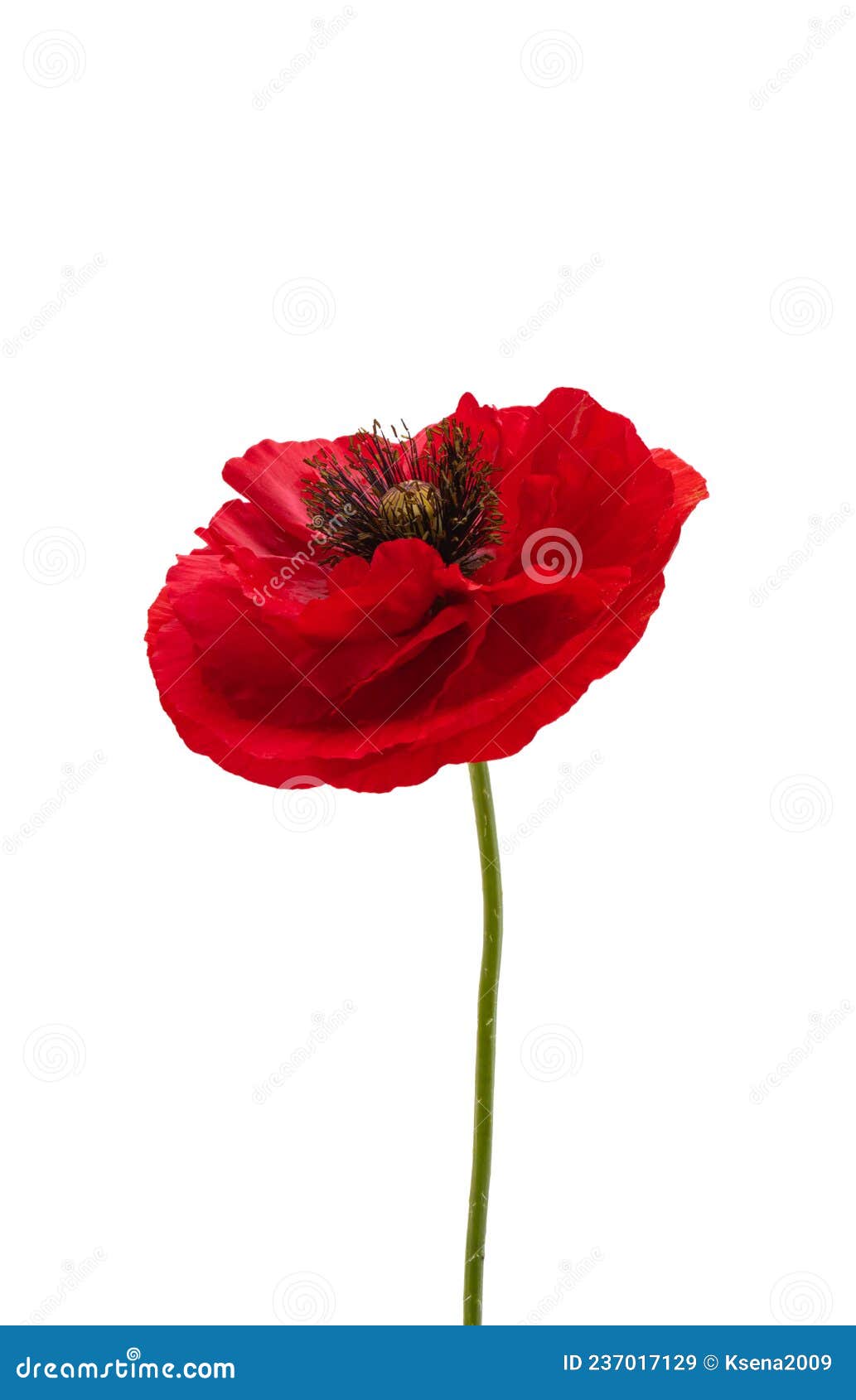 Beautiful poppy isolated stock image. Image of head - 237017129
