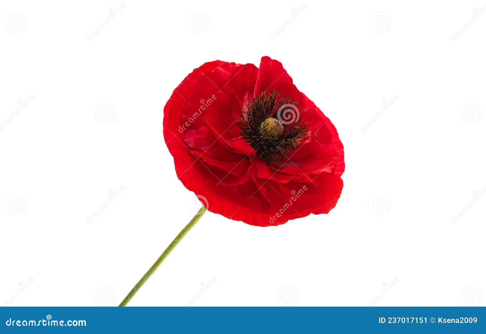 Beautiful poppy isolated stock image. Image of wild - 237017151
