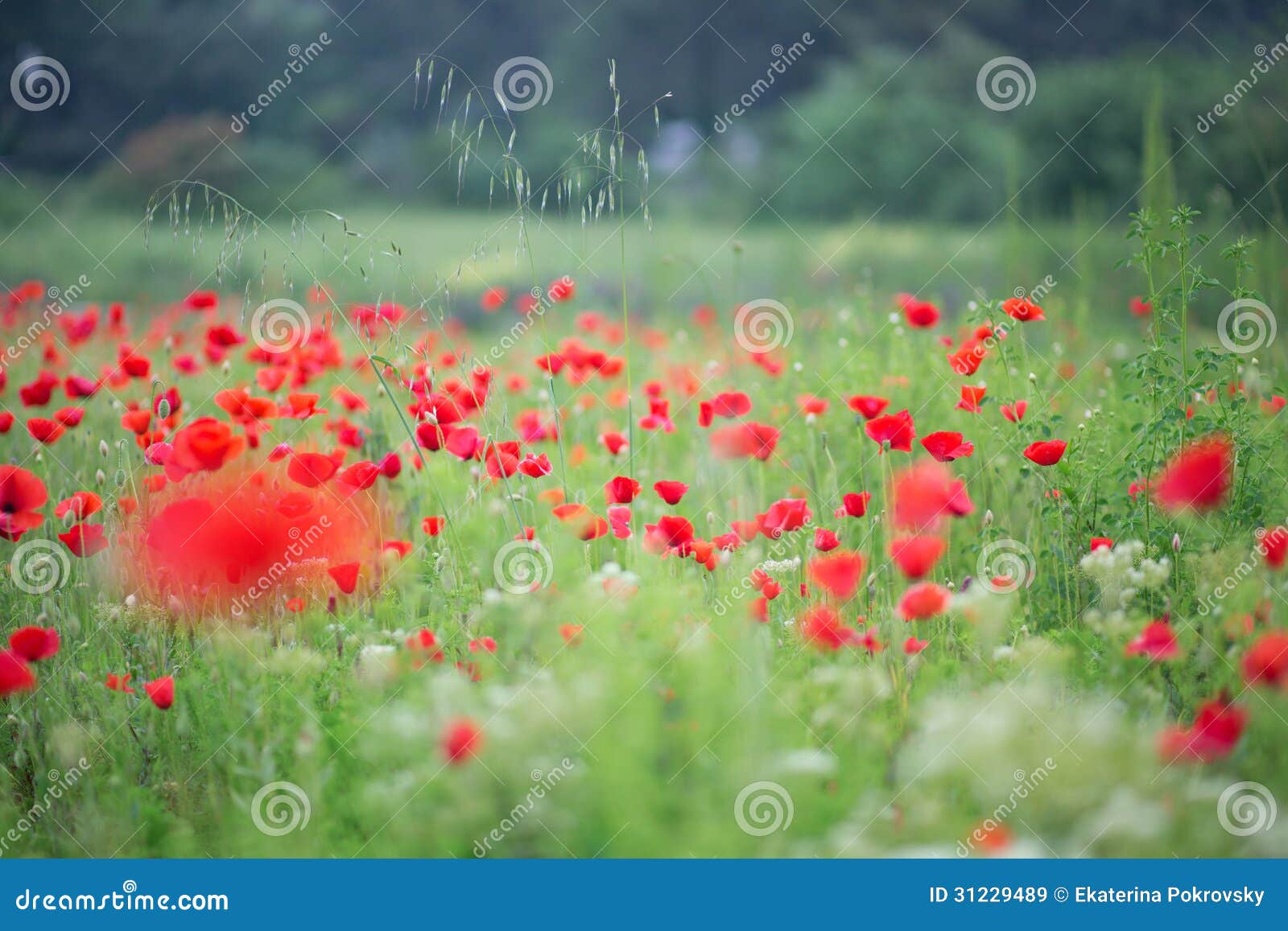 Beautiful poppy meadow stock image. Image of urban, poppy - 31229489