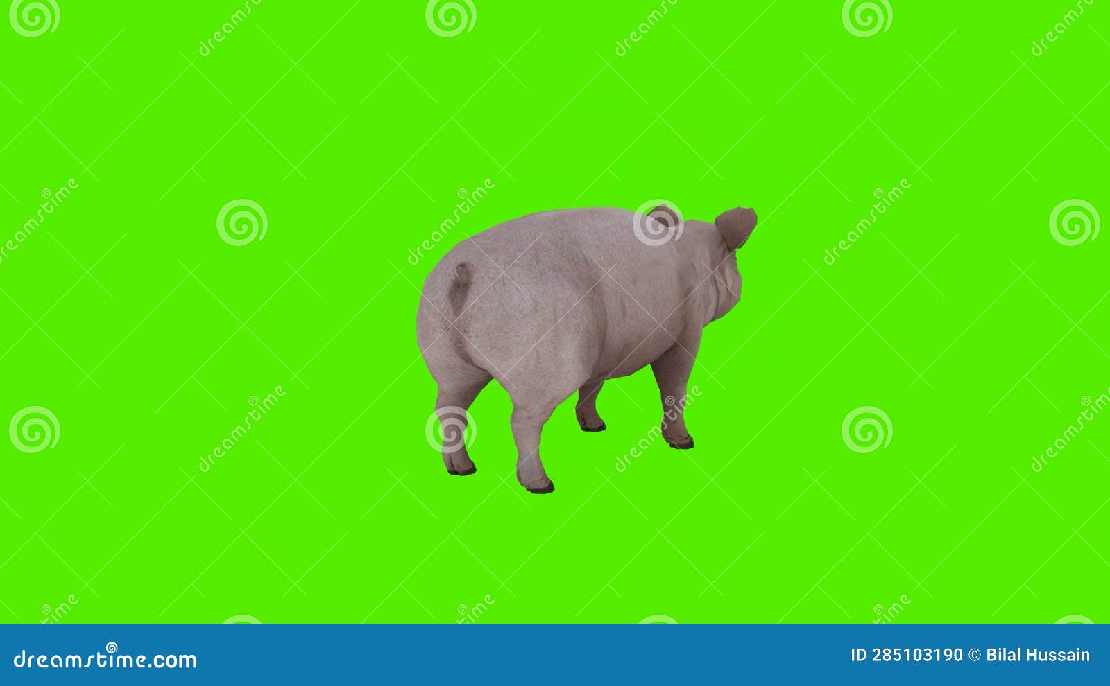 Beautiful Pork Shaking His Little Tail in a Standing Position from the ...