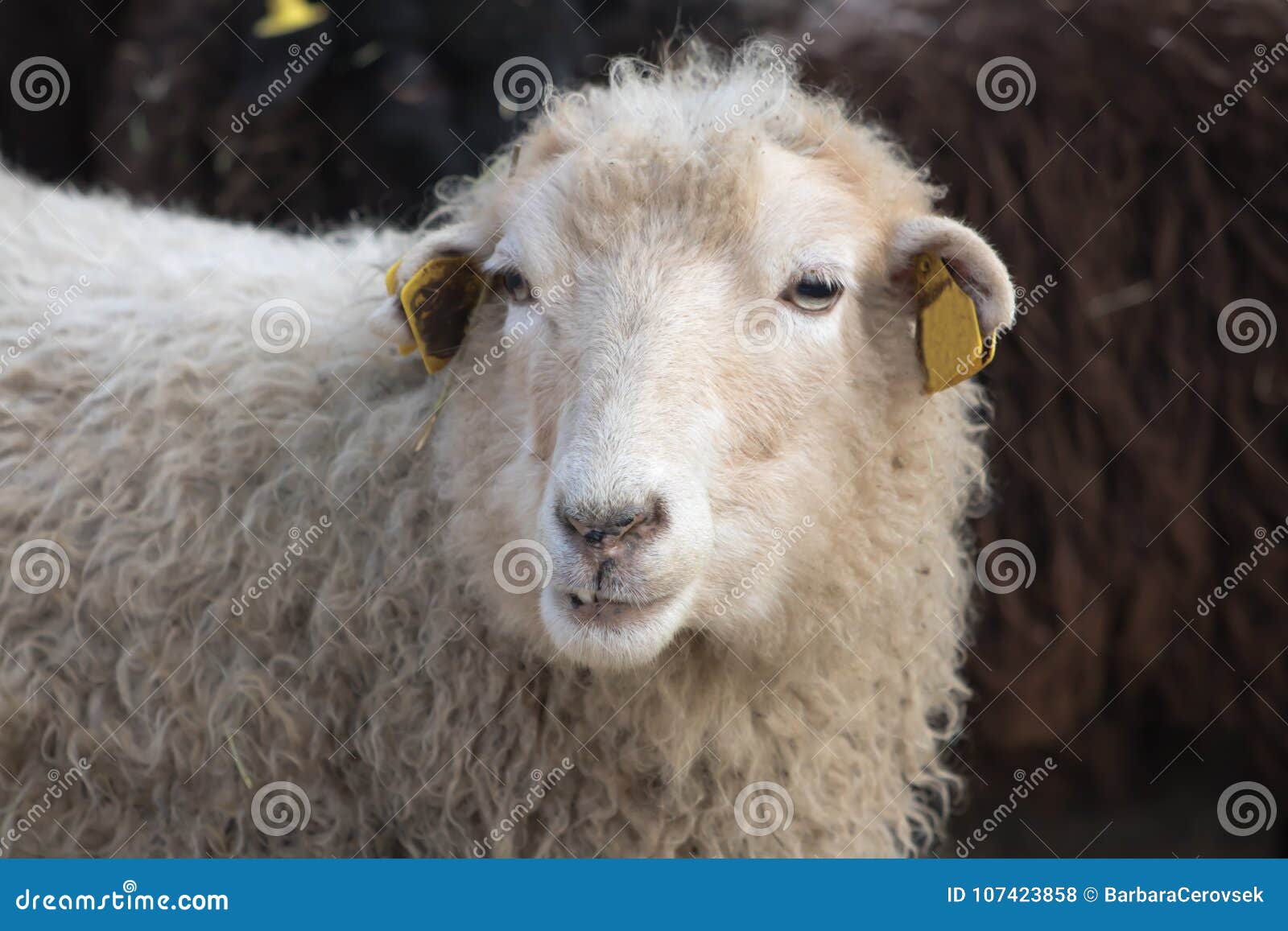 Beautiful Portait of White Sheep Face Looking at Camera Stock Photo ...