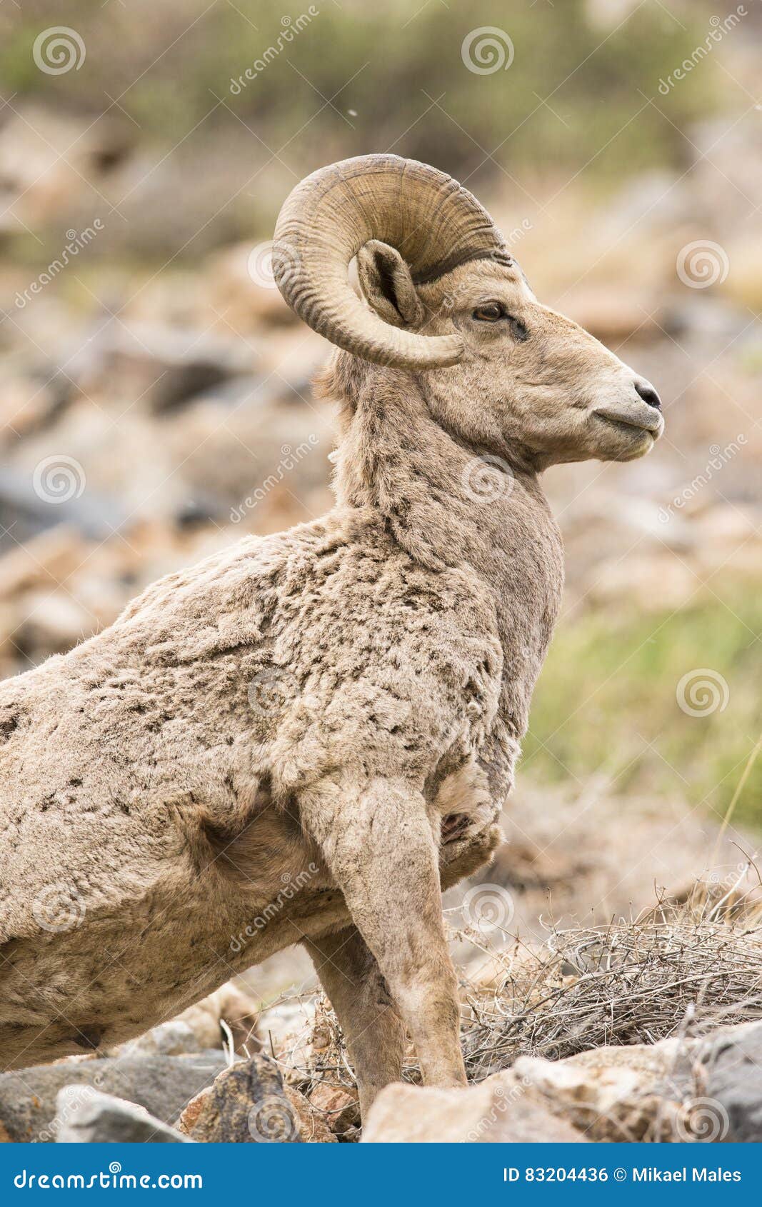 Portrait Of A Bighorn Sheep In The Wild Life As Is. Female Wild Ram In ...
