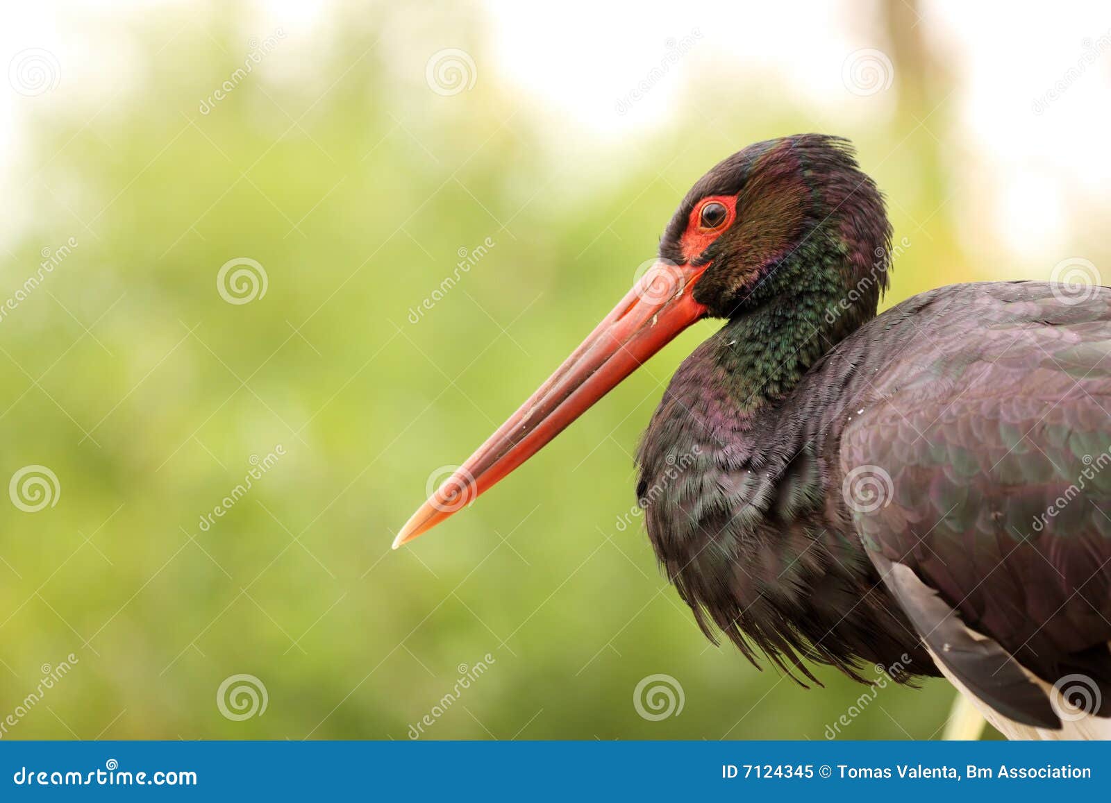 Beautiful Portrait of Black Stork Stock Image - Image of animal, head ...