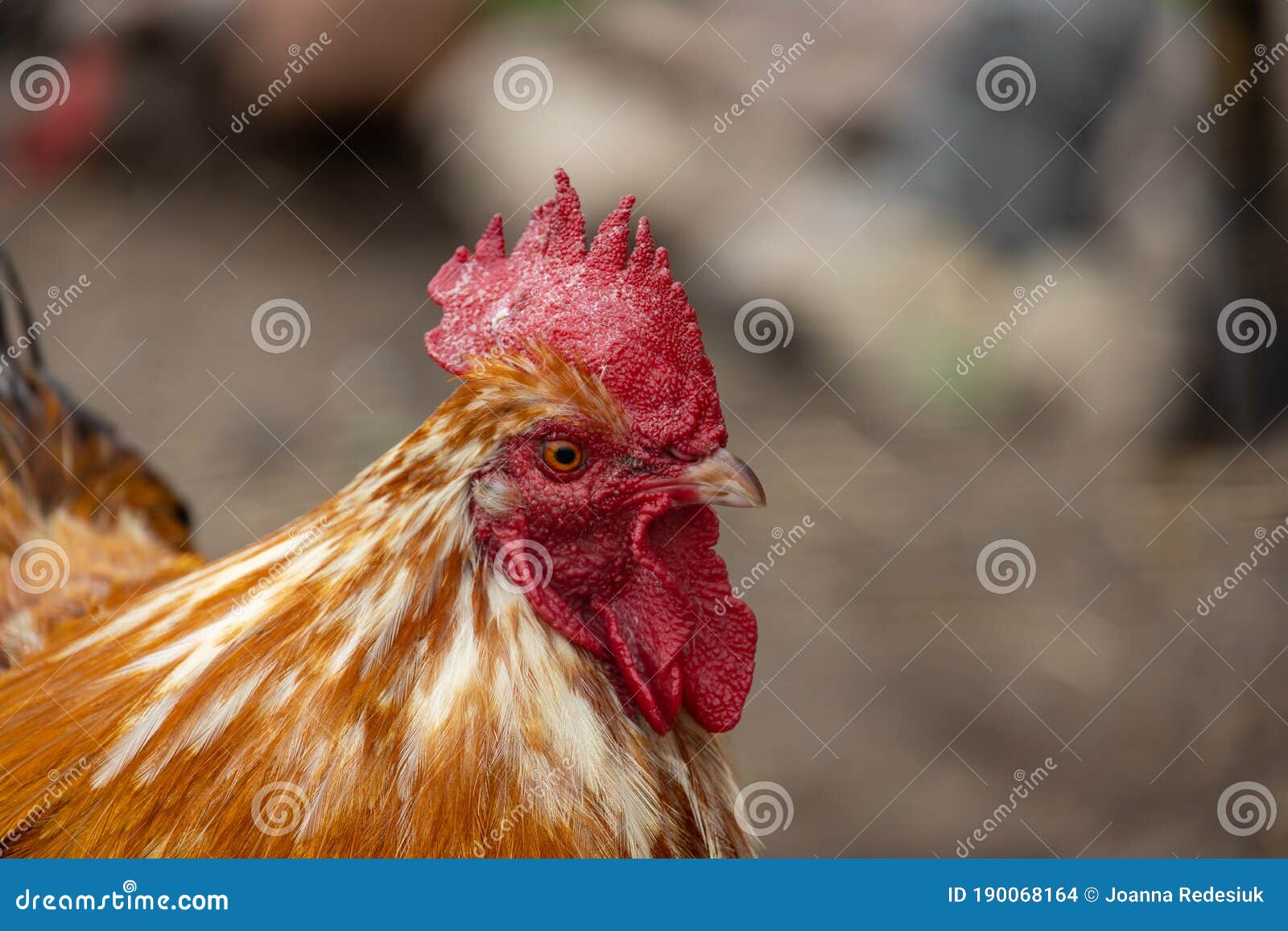 Beautiful Portrait of a Brown Rooster Stock Photo - Image of beak ...
