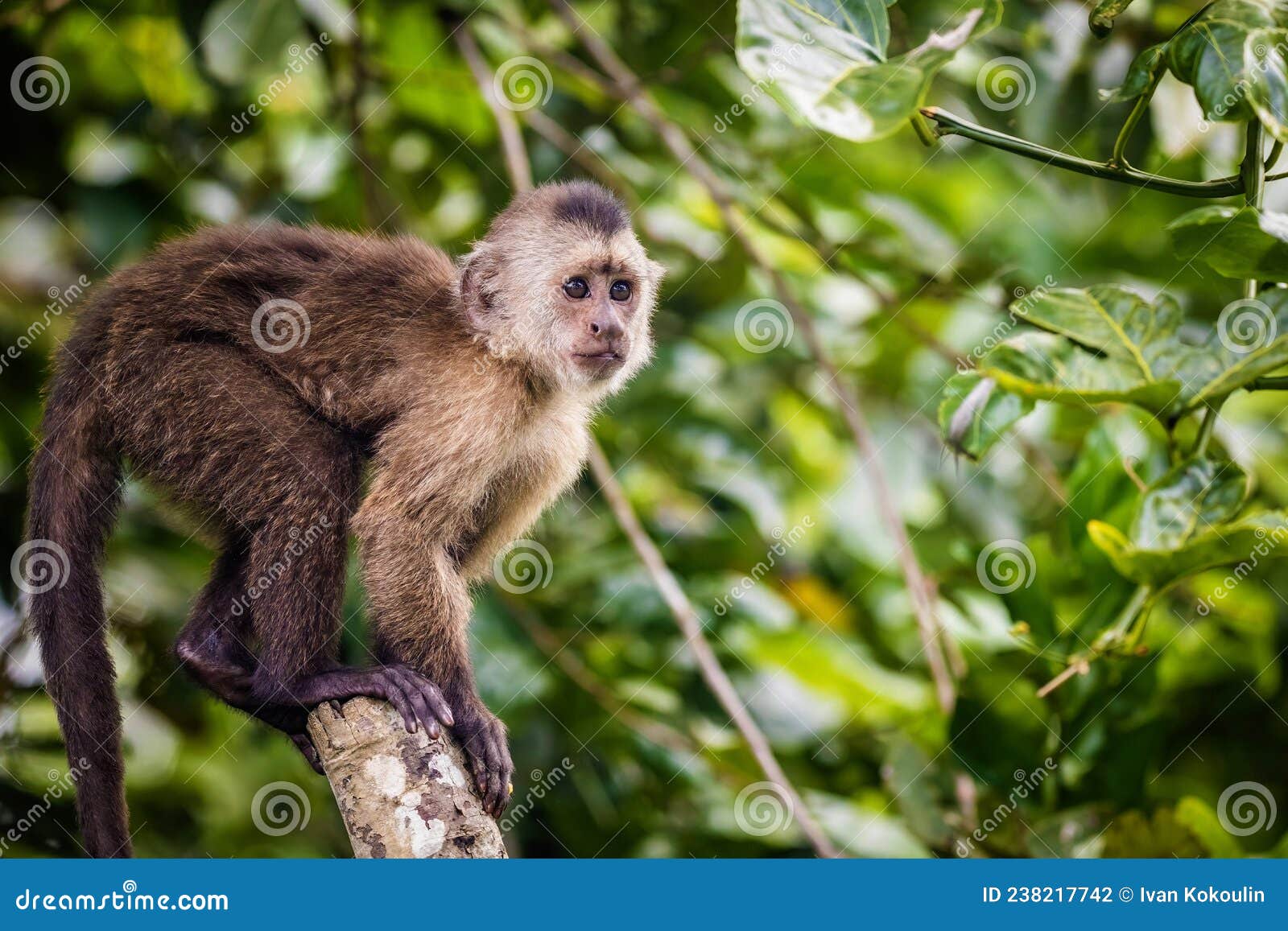 Beautiful Portrait of Capuchin Wild Monkey Sitting on Tree Stock Photo ...