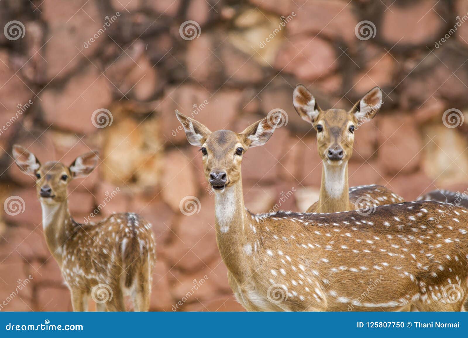 Portrait chital deer stock photo. Image of cheeta, animal - 125807750