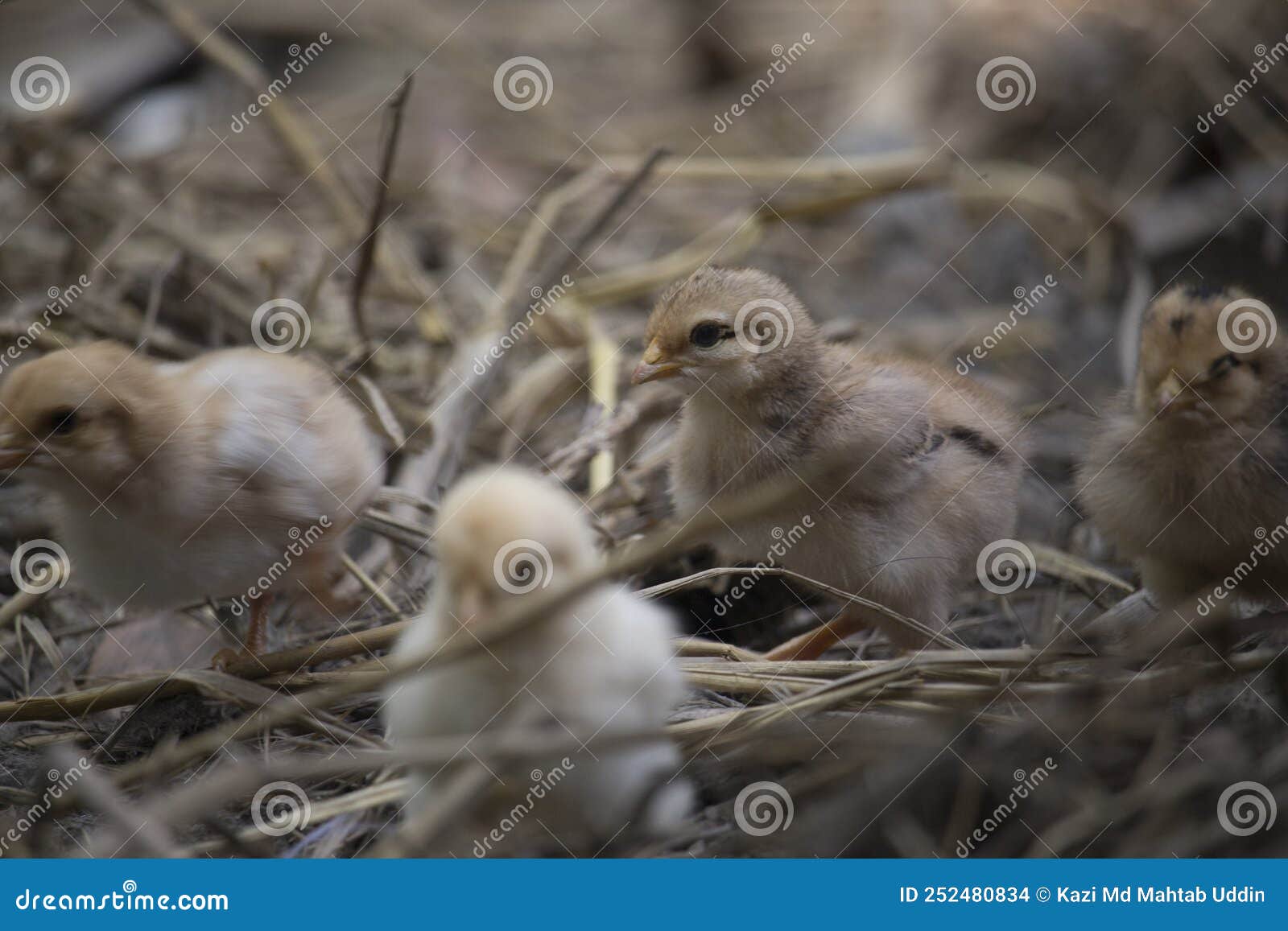 Beautiful Portrait of Cute Baby Chicks Stock Photo - Image of bird ...