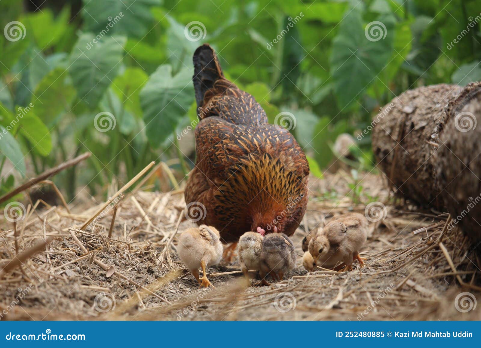 Beautiful Portrait of Cute Baby Chicks Stock Image - Image of business ...