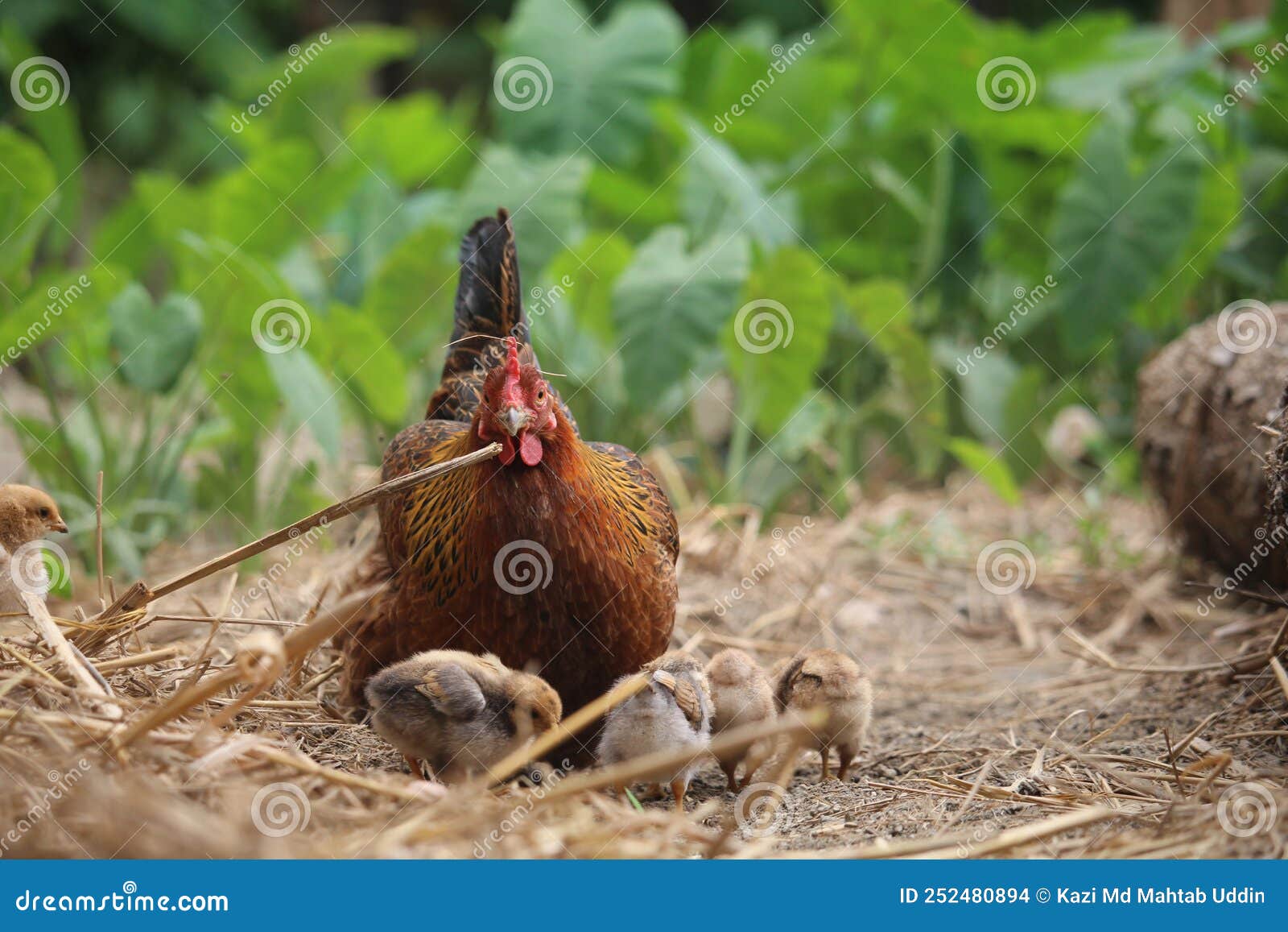 Beautiful Portrait of Cute Baby Chicks Stock Photo - Image of funny ...