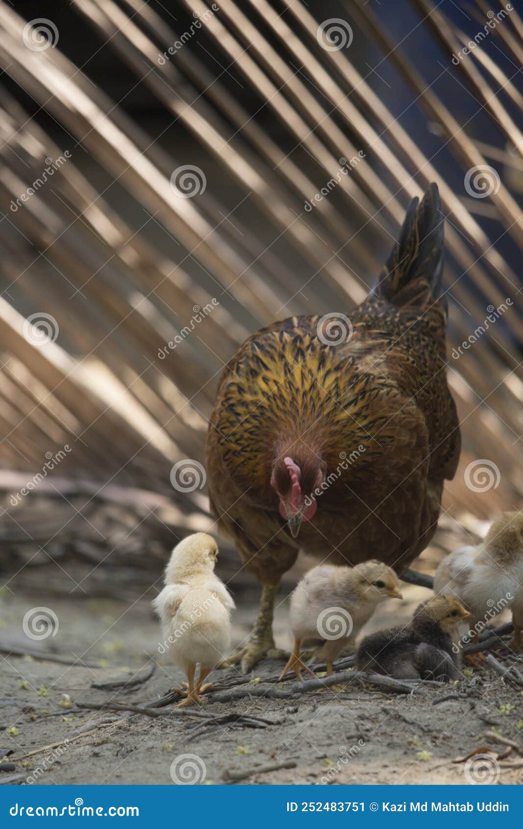 Beautiful Portrait of Cute Baby Chicks Stock Image - Image of chick ...