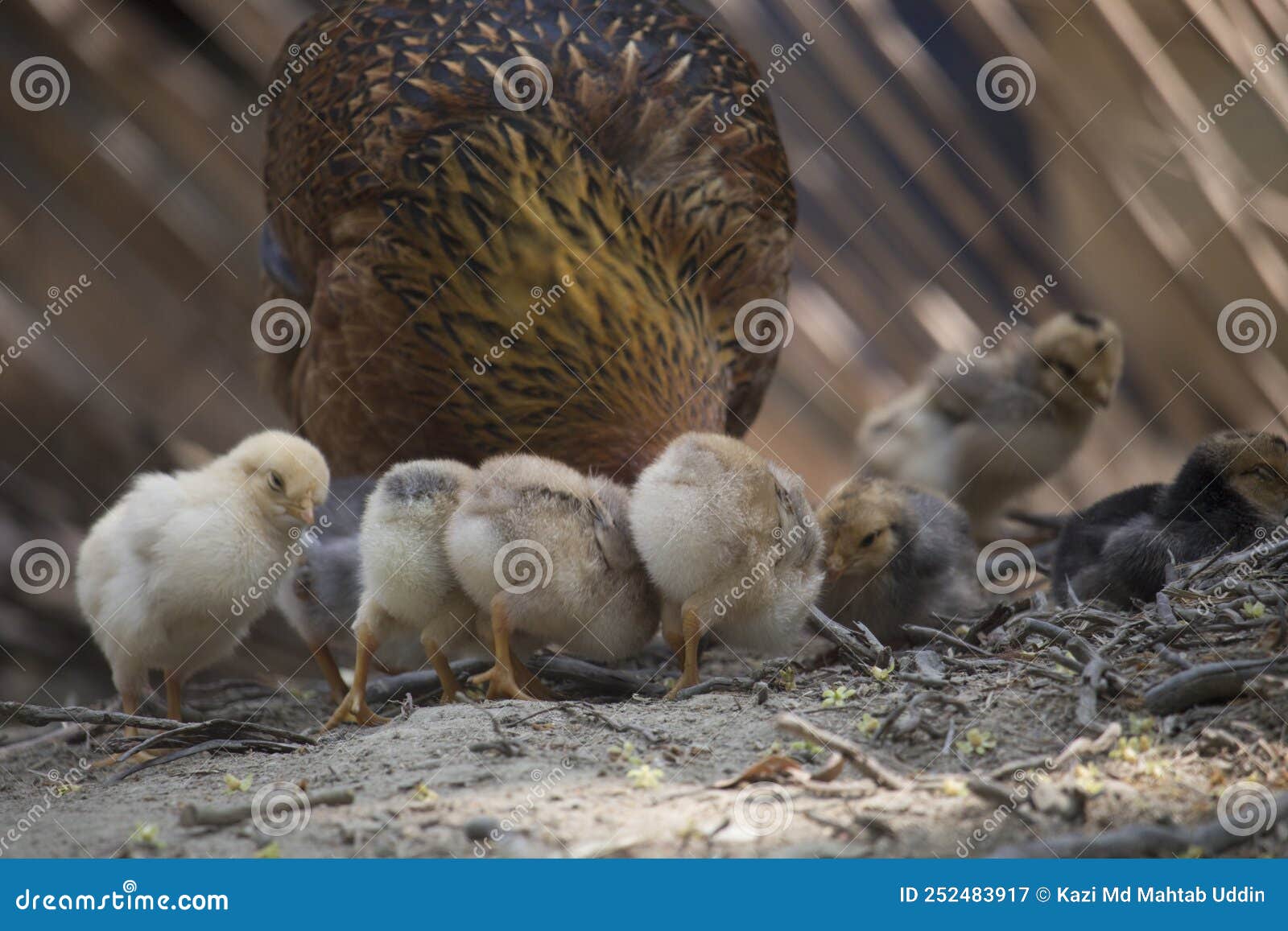 Beautiful Portrait of Cute Baby Chicks Stock Image - Image of feather ...